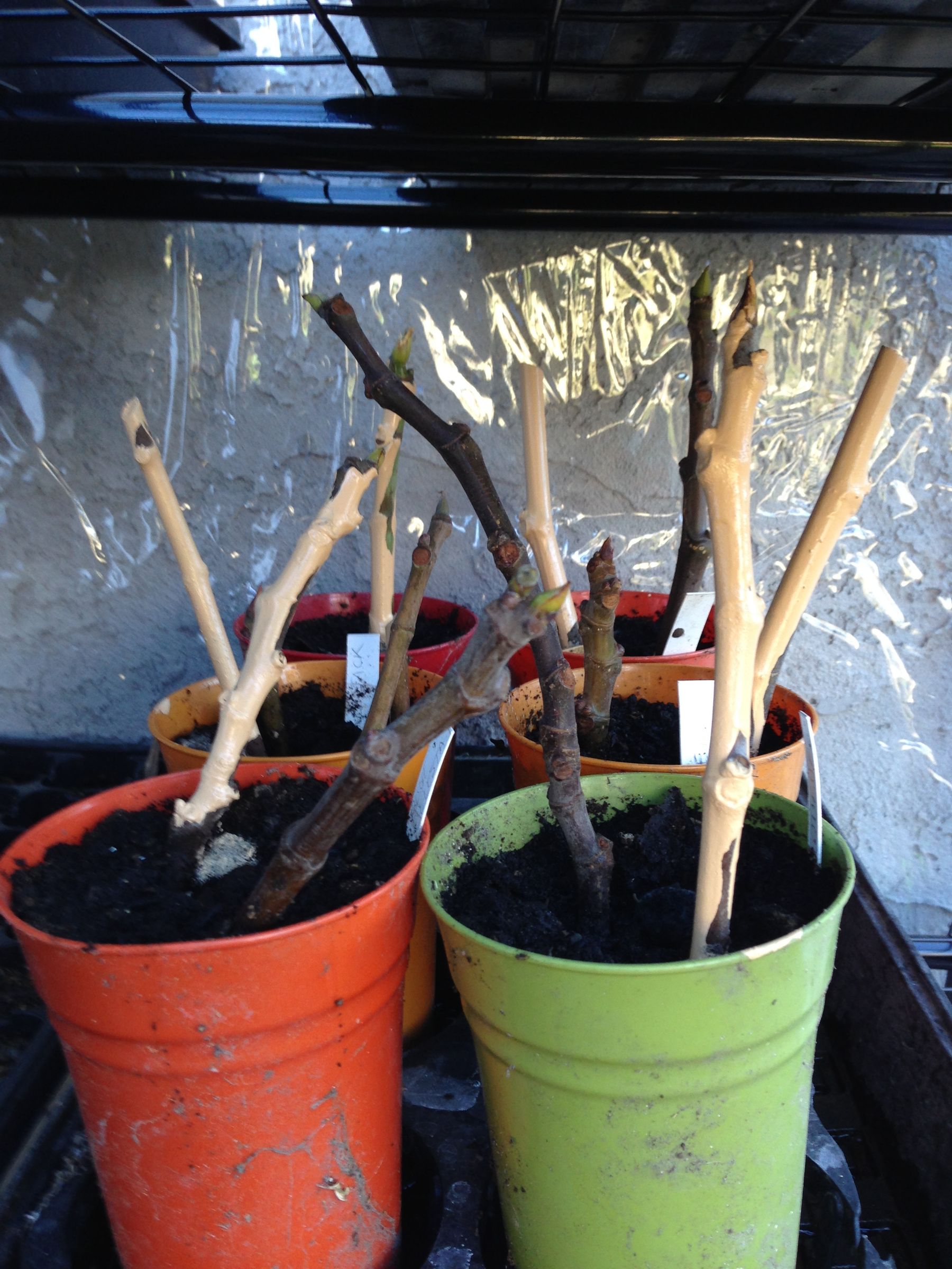 Rooting Figs (and Other Hardwood Cuttings) : 8 Steps - Instructables