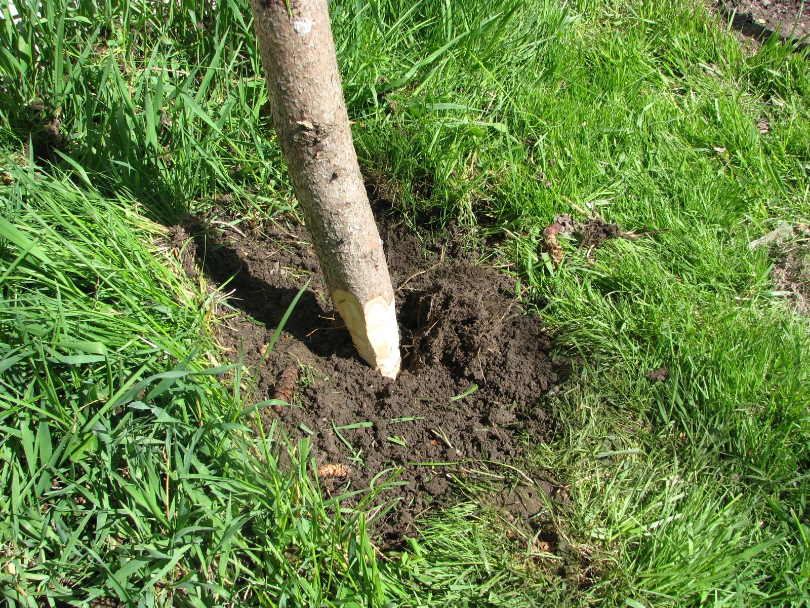 Trim a Tree, Build a Trellis - Instructables