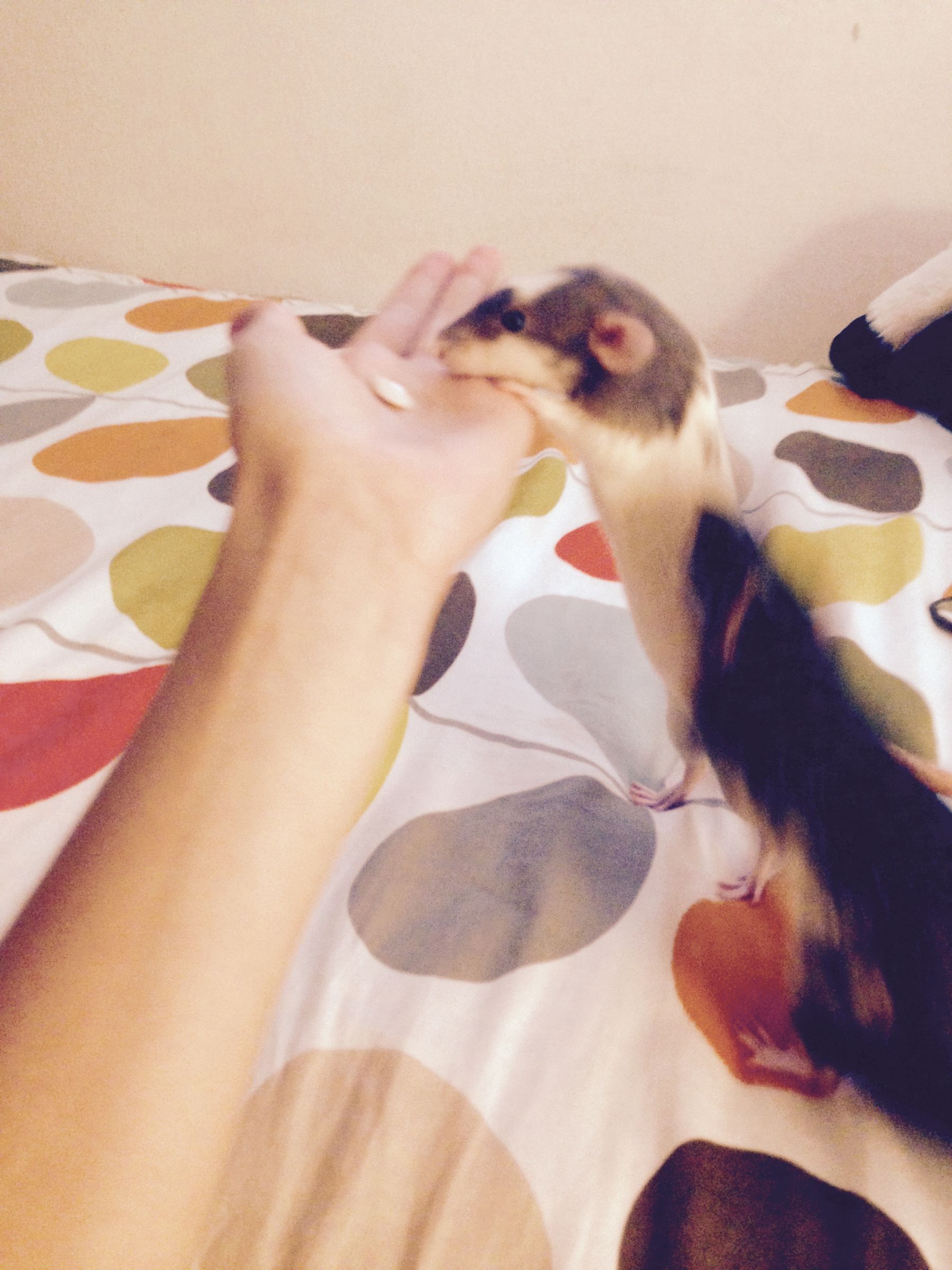 How to Train Your Rat and Other Rodents : 6 Steps - Instructables