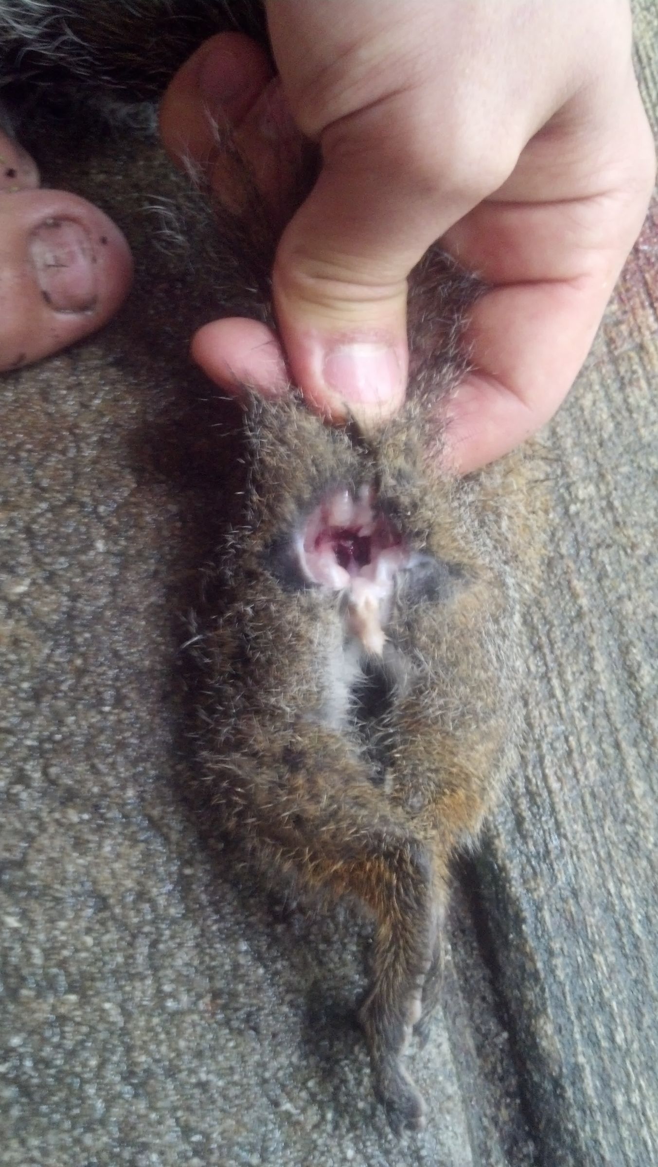 How to Skin a Squirrel : 5 Steps - Instructables