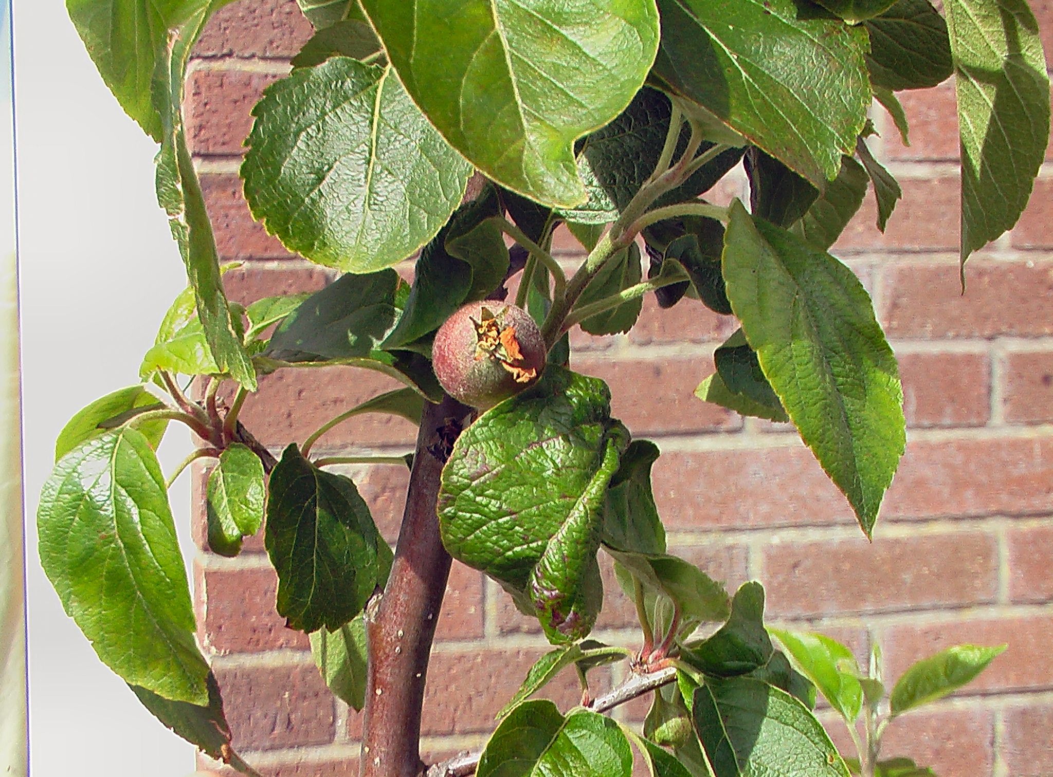 Milk Churn Planter - Instructables