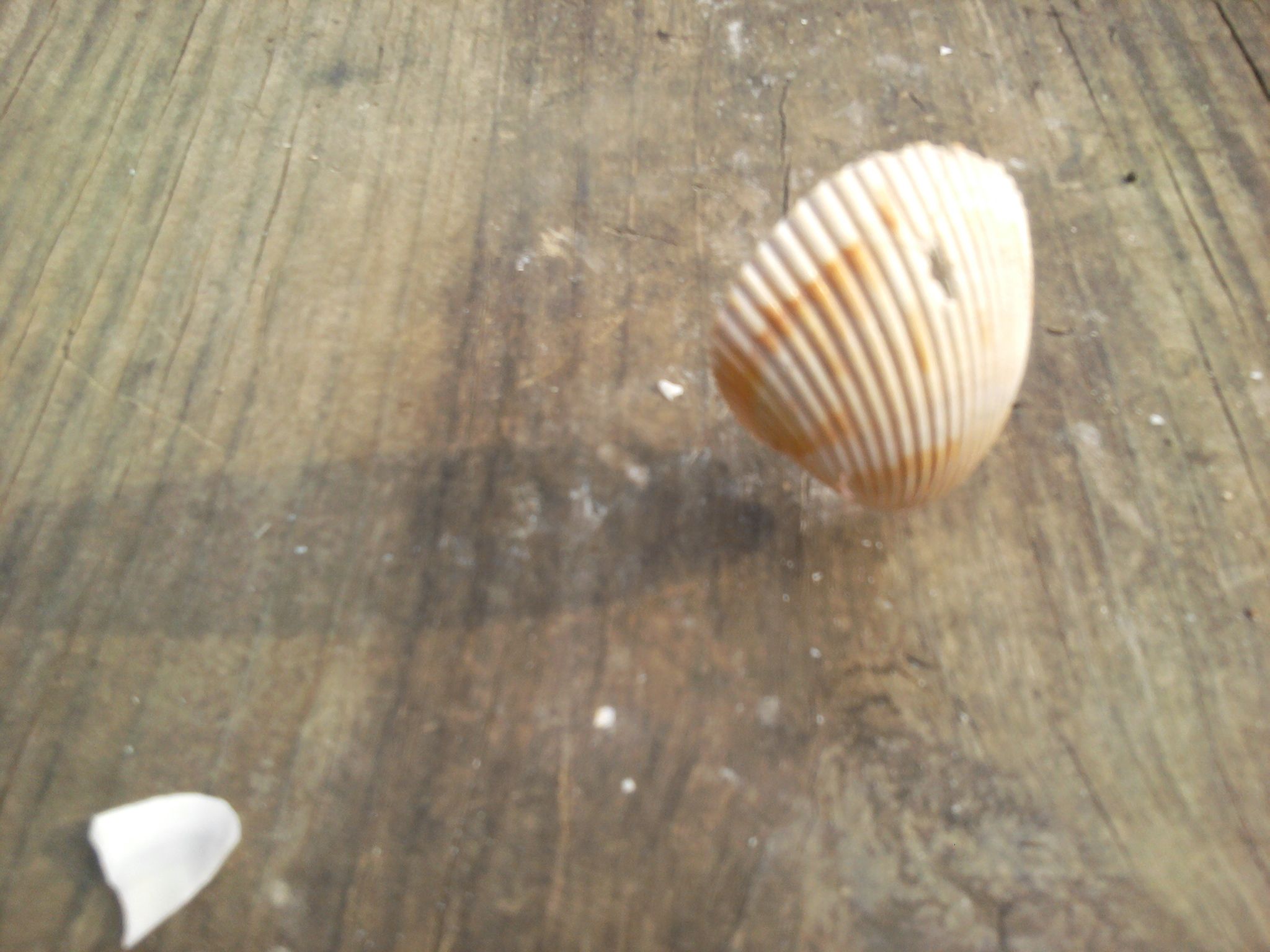 Seashell Windchime : 5 Steps - Instructables