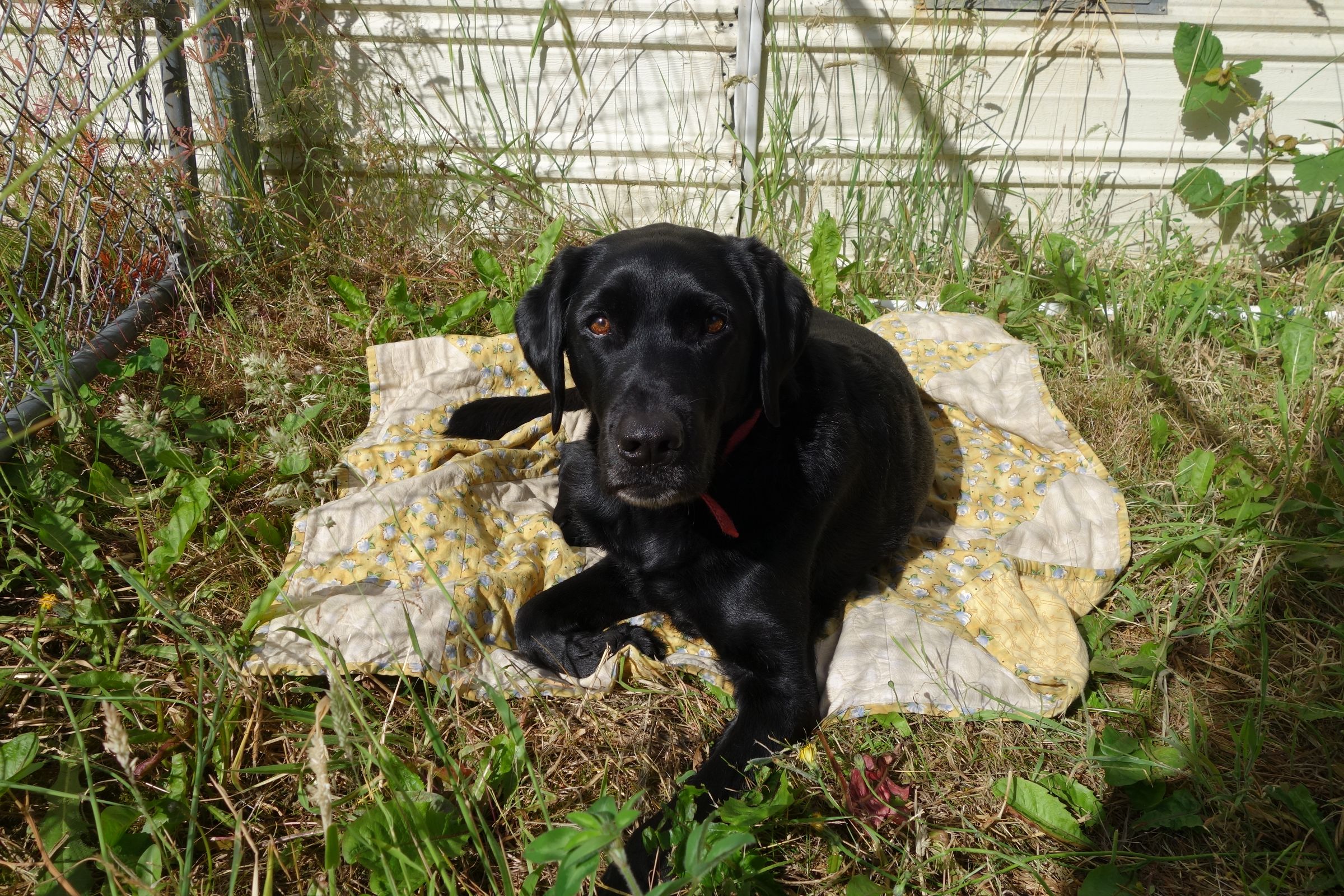 Dog Settle Mat : 21 Steps (with Pictures) - Instructables