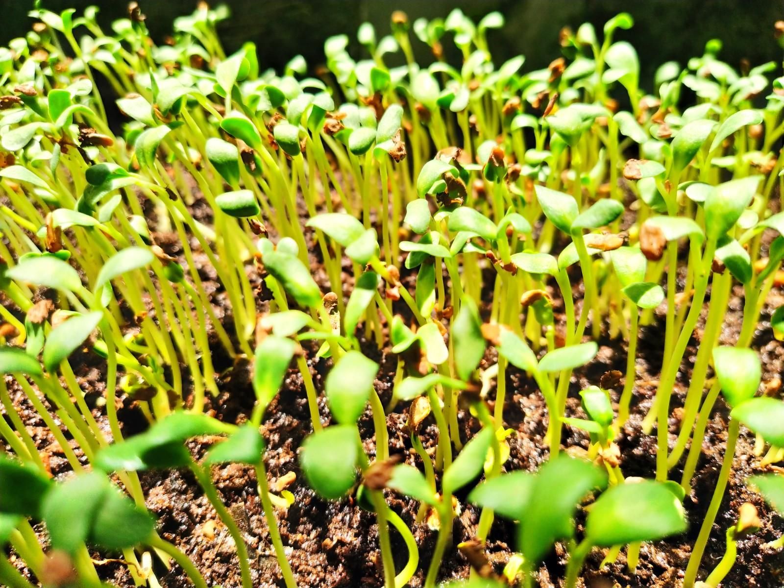 Basic Guide to Grow Micro 'green' : 14 Steps (with Pictures ...