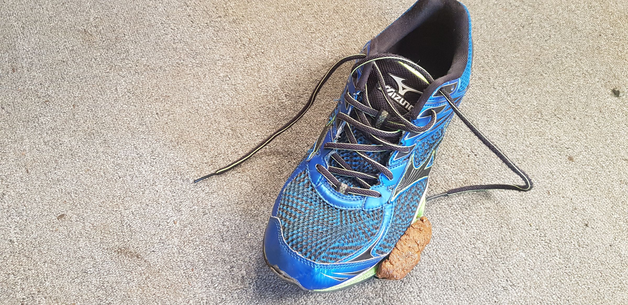 There's Poo on Your Shoe : 5 Steps (with Pictures) - Instructables