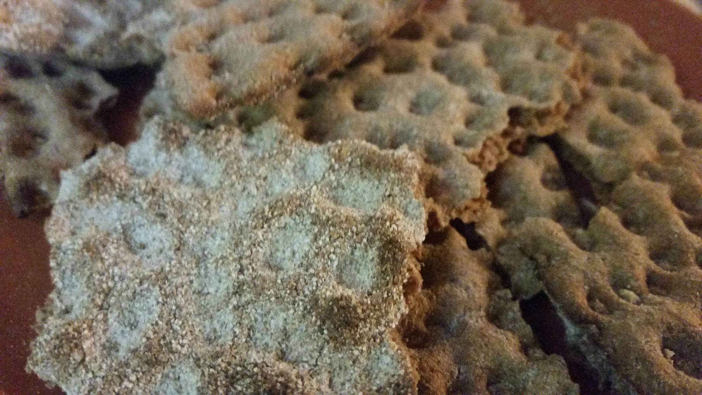 Restore Rye Crispbread Crispness : 3 Steps - Instructables