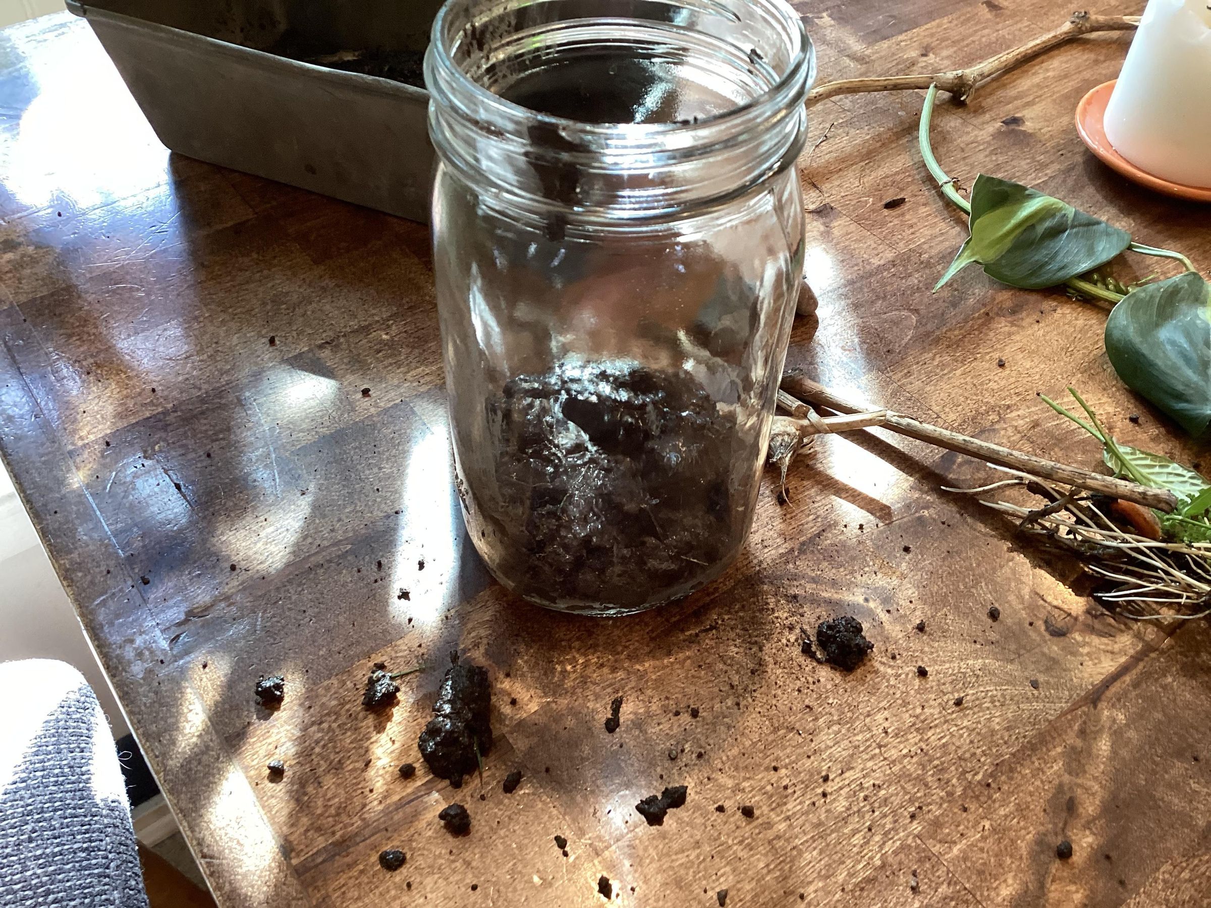 Tropical Terrarium Made Out of a Mason Jar : 5 Steps - Instructables