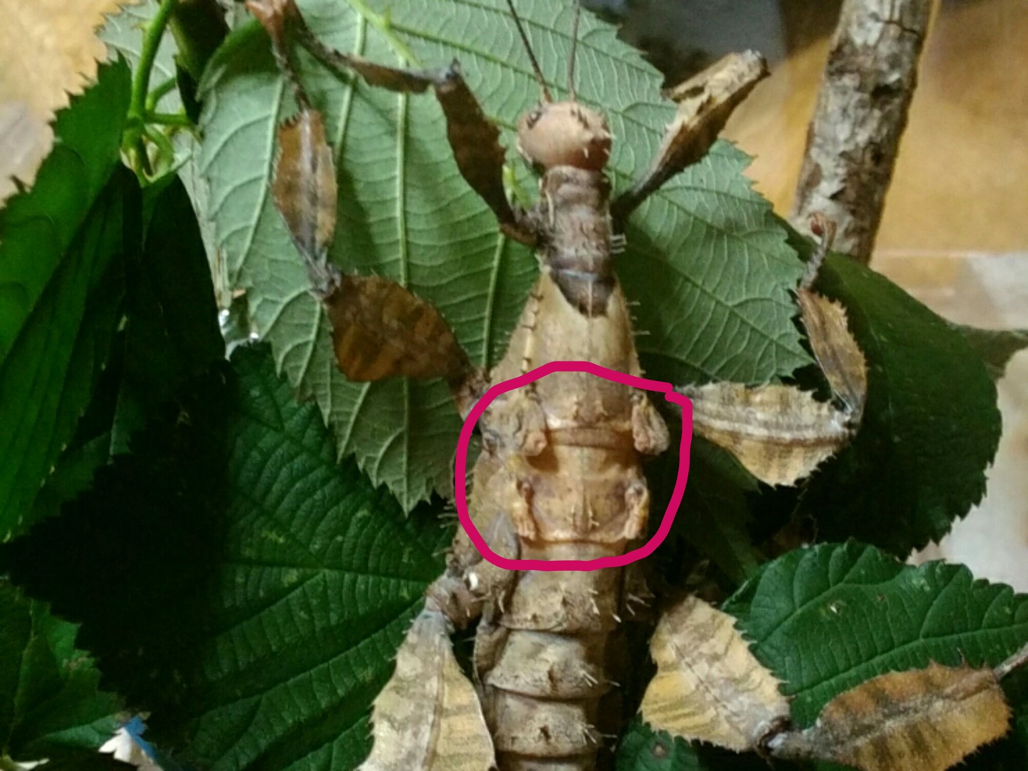 Taking Care of Australian Spiny Leaf Insects : 7 Steps - Instructables
