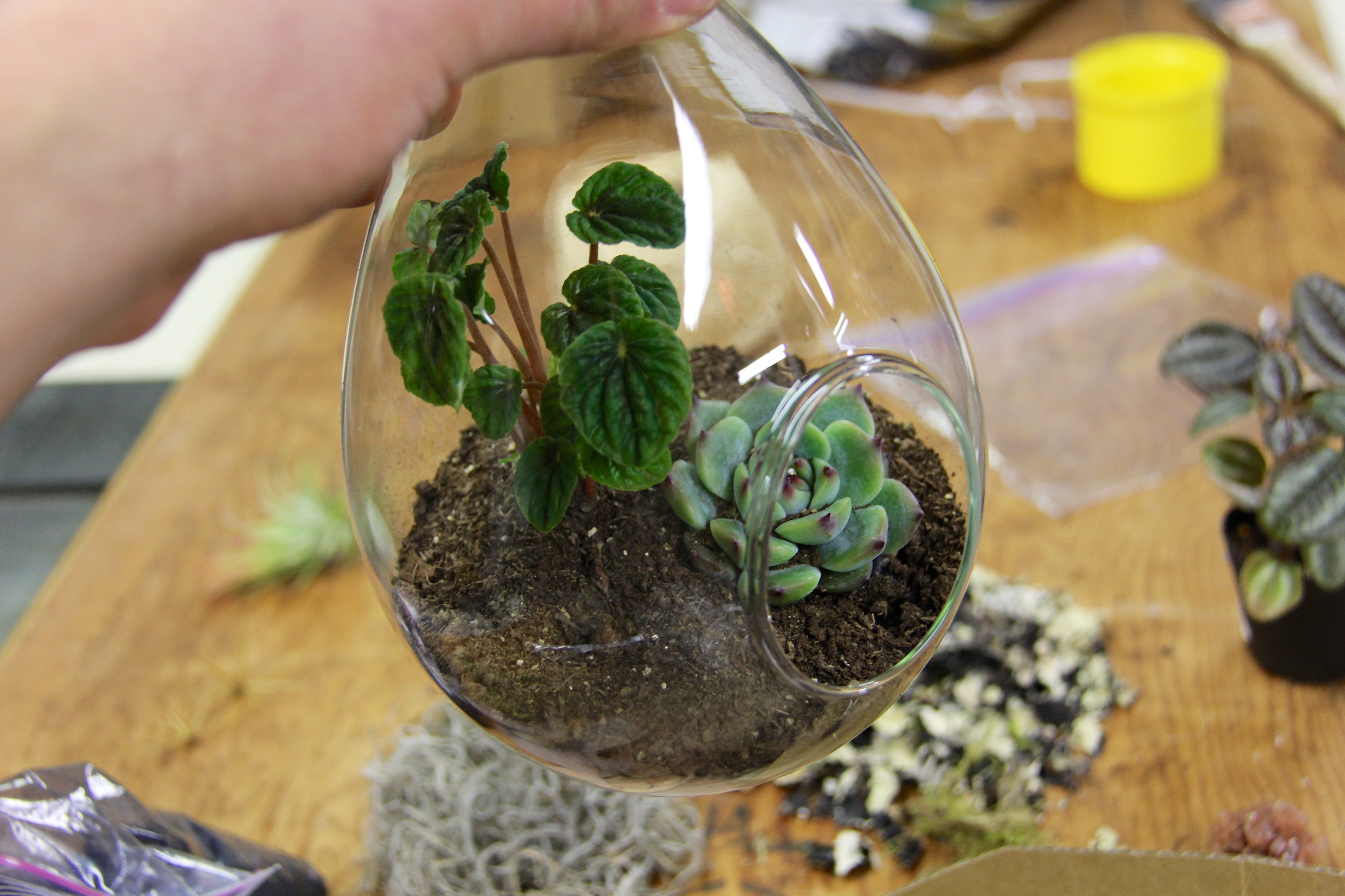 How to Make a Terrarium : 7 Steps (with Pictures) - Instructables