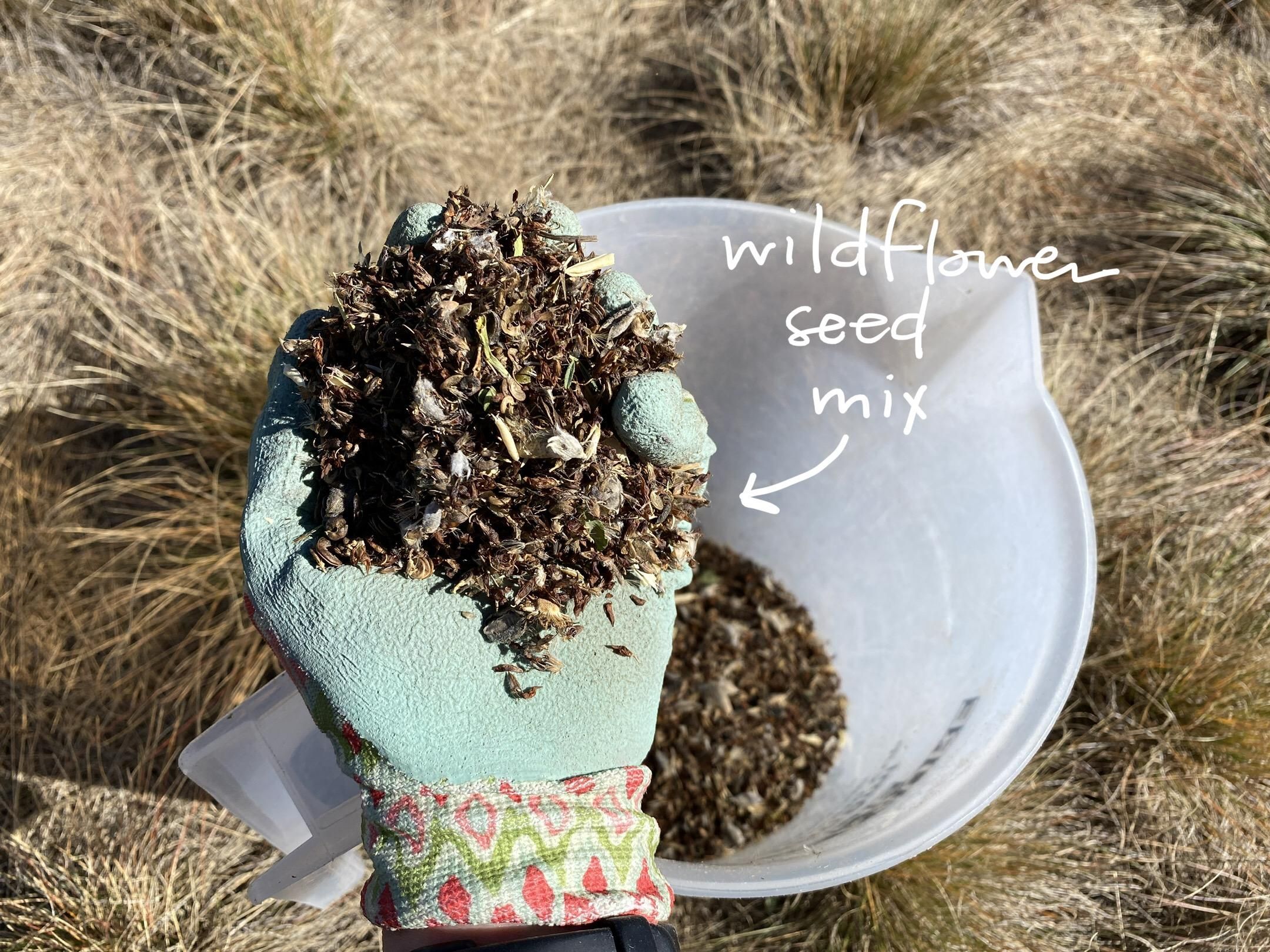How to Gather Wildflower Seeds : 7 Steps (with Pictures) - Instructables