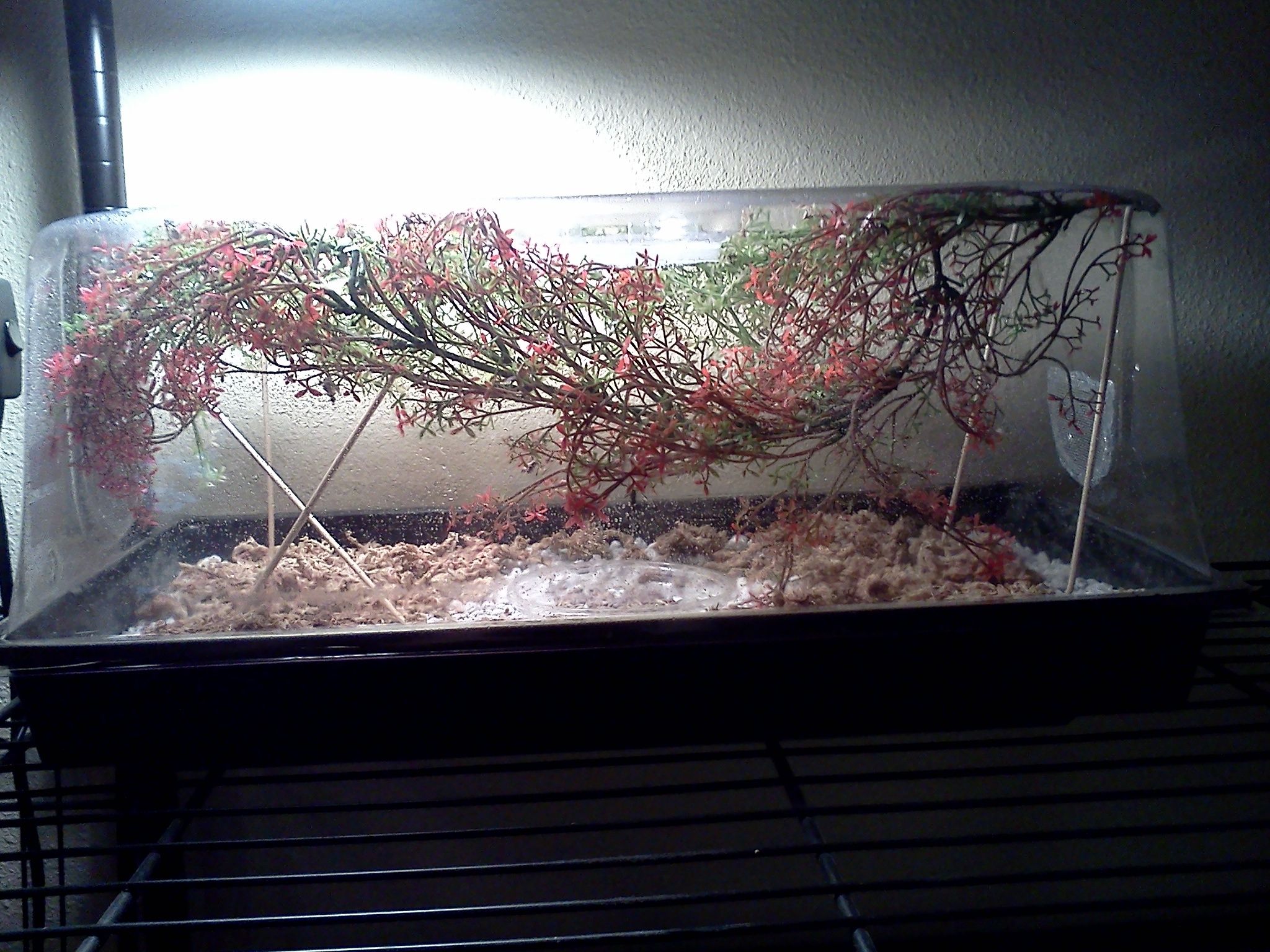 Keeping a Praying Mantis As a Pet - Instructables