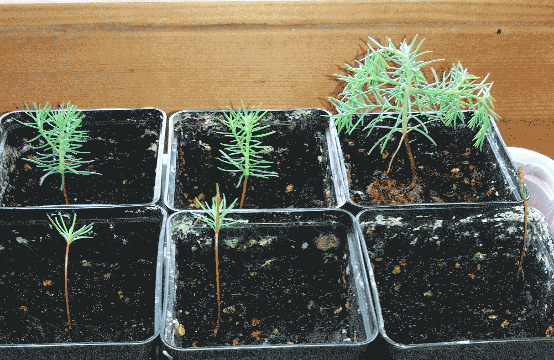 Grow Your Own Giant Sequoia Tree : 6 Steps (with Pictures) - Instructables