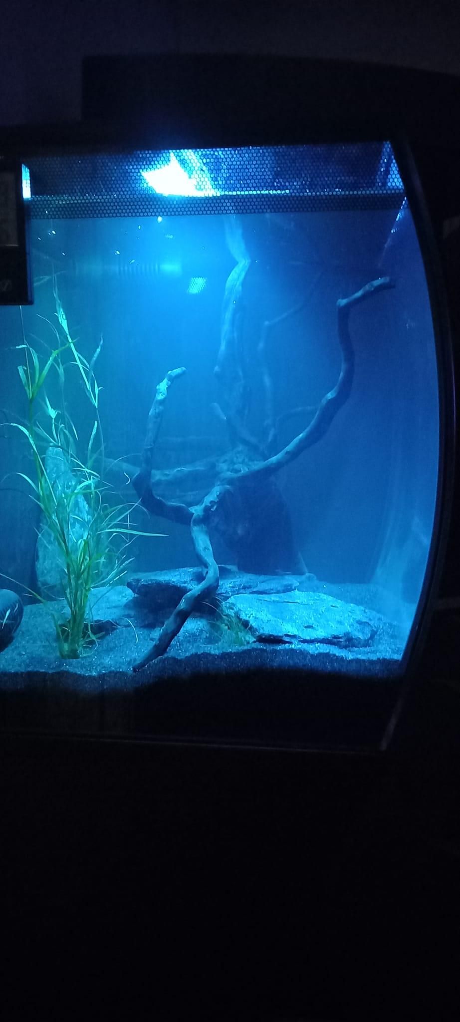 Dark and Eerie Fish Tank : 18 Steps (with Pictures) - Instructables