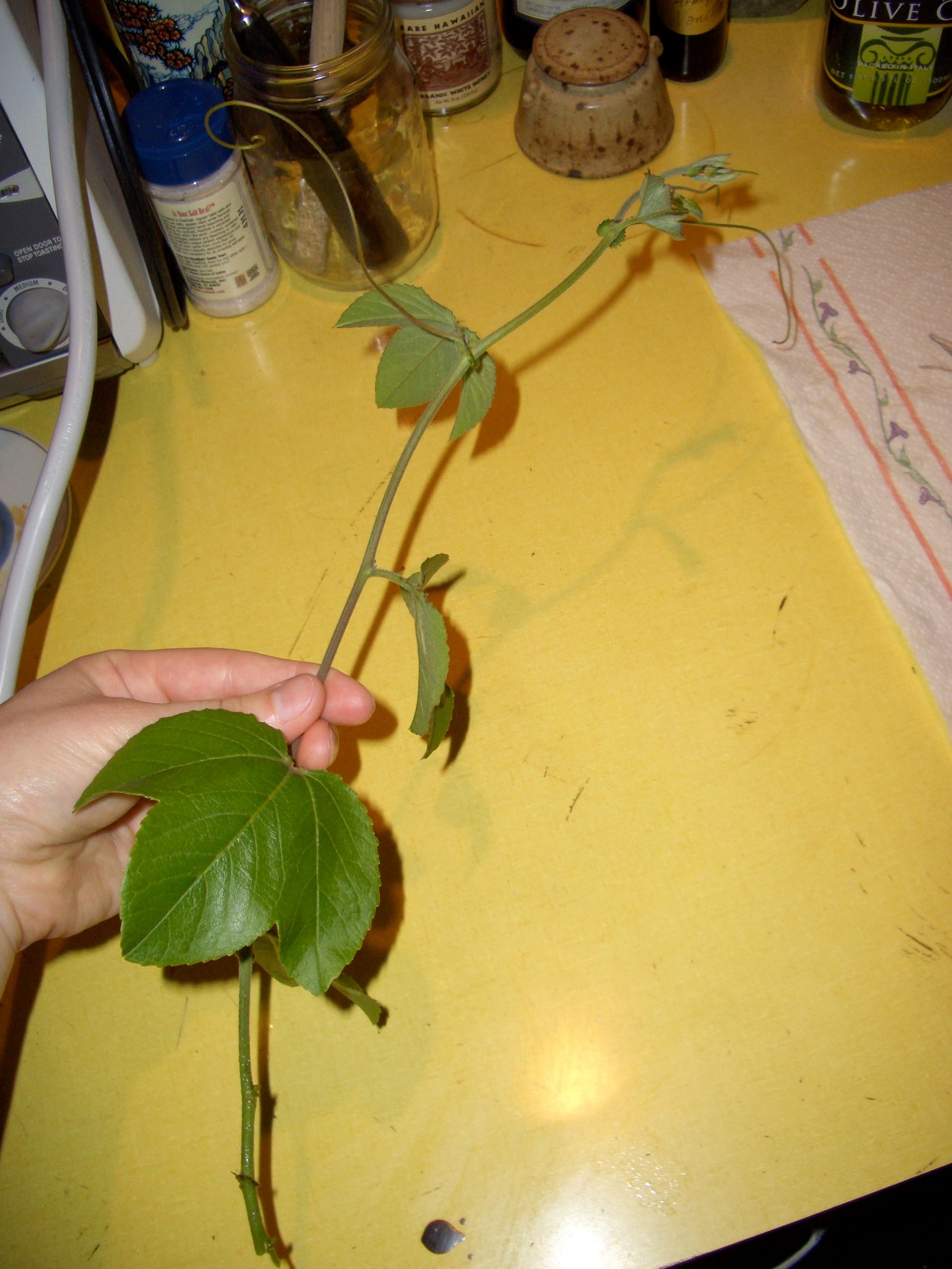 Rooting Plant Cuttings : 12 Steps - Instructables