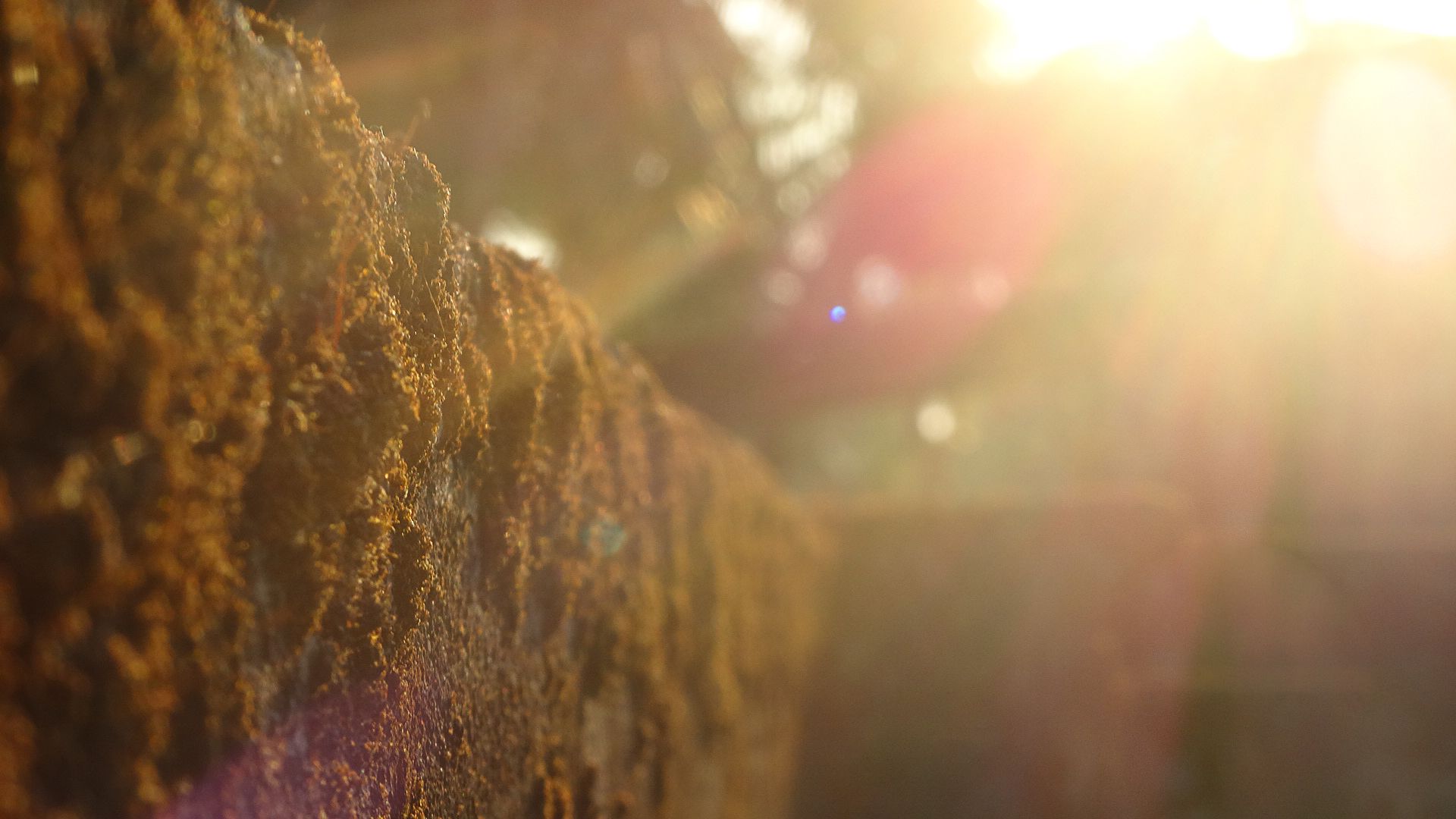 Natural Photography - Instructables