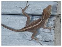 How to Catch a Lizard - Instructables