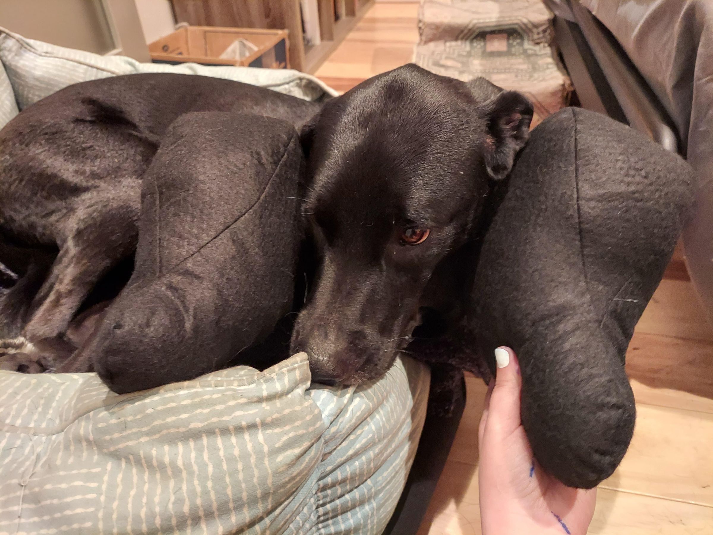 Cerberus Dog Costume : 8 Steps (with Pictures) - Instructables