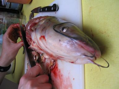 Skinning and Filleting Catfish : 13 Steps (with Pictures) - Instructables