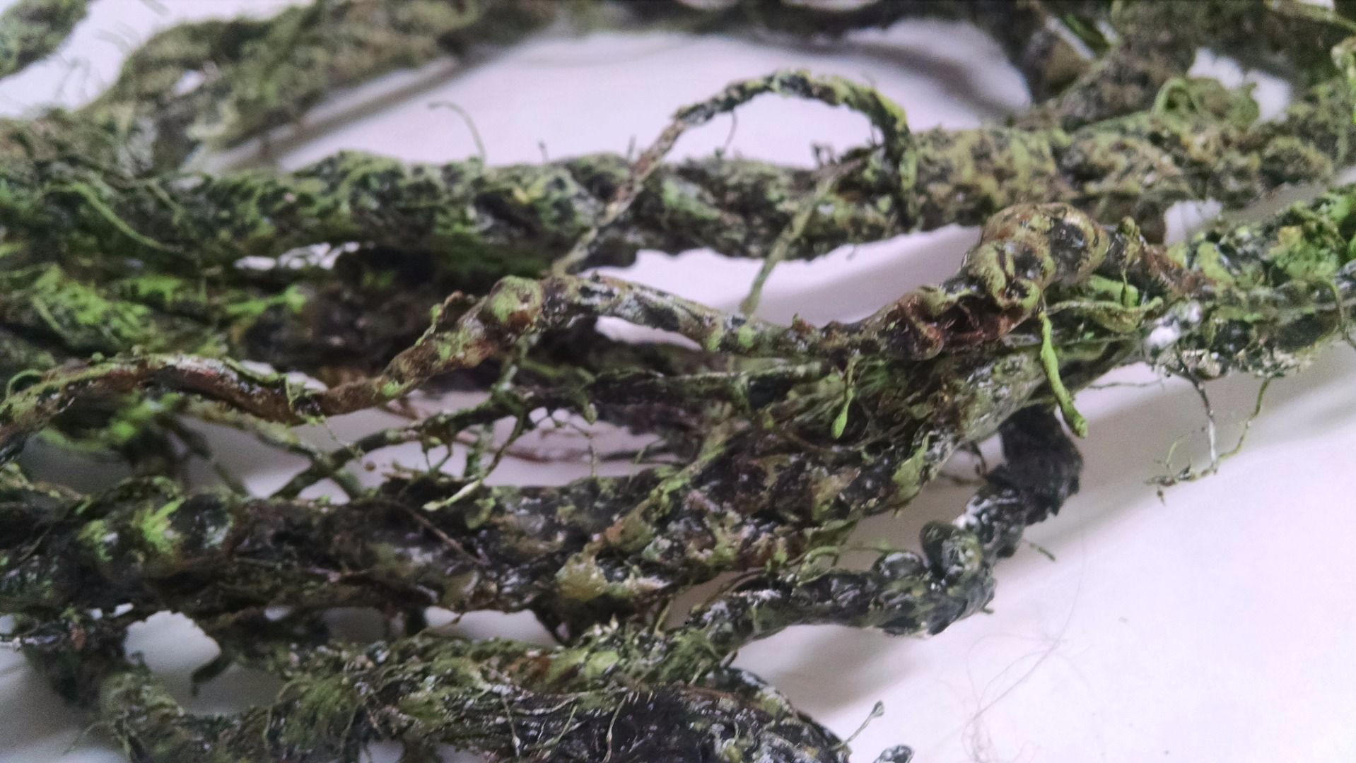 DIY Inexpensive Bendable Waterproof Vines : 4 Steps (with Pictures ...