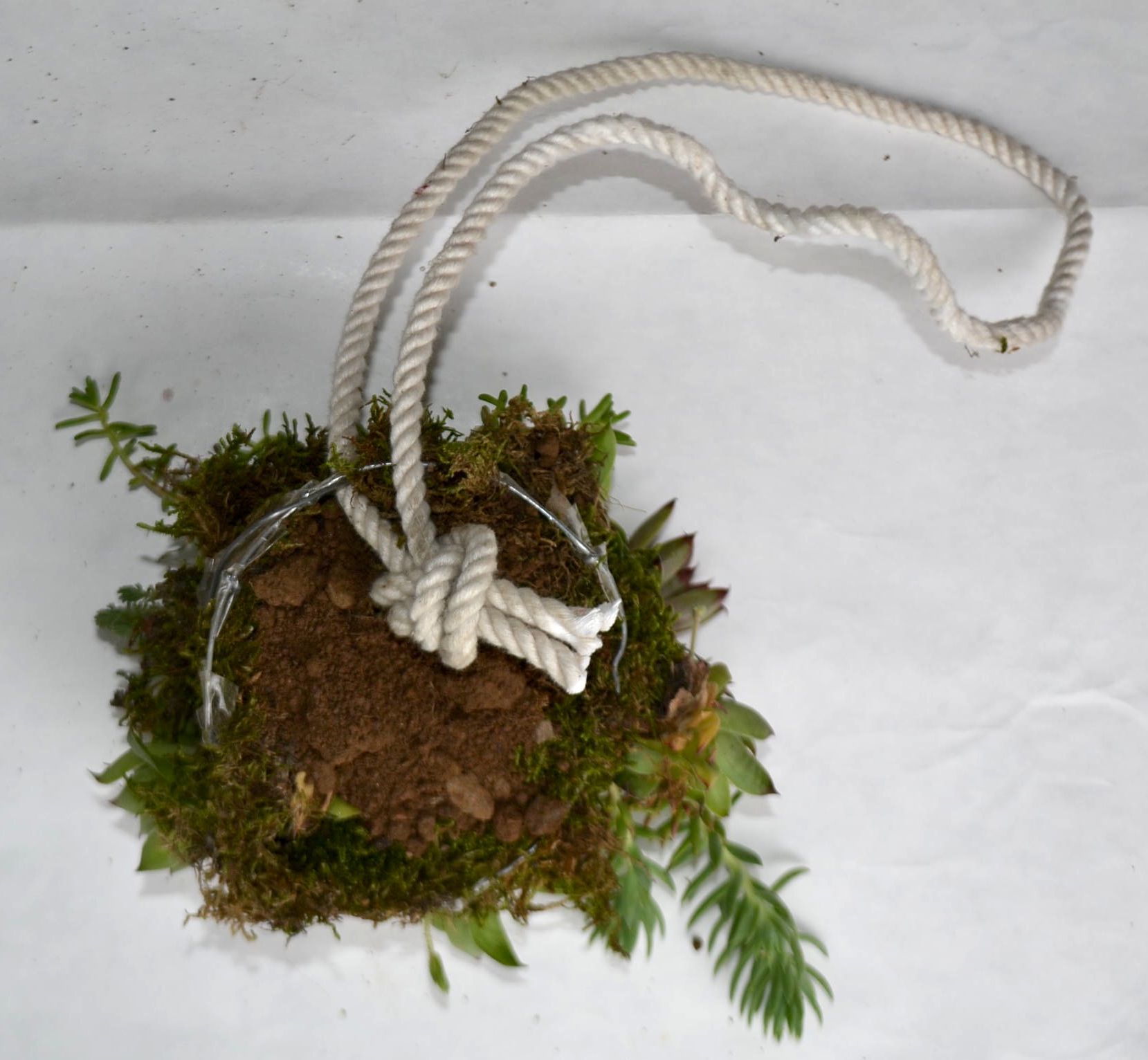 SUCCULENTS BALL : 8 Steps (with Pictures) - Instructables