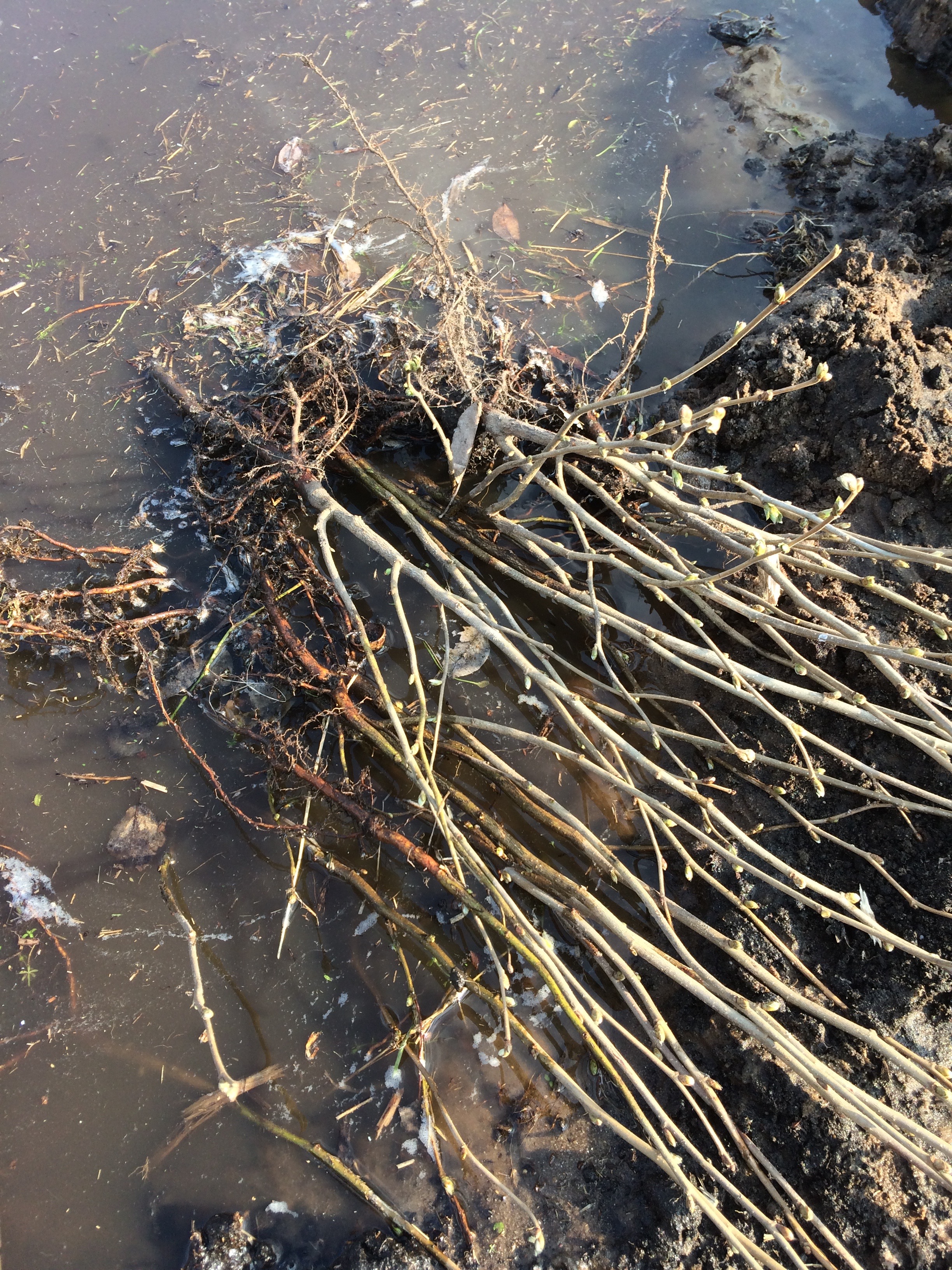 Shrubs to Hazelnuts : 24 Steps - Instructables