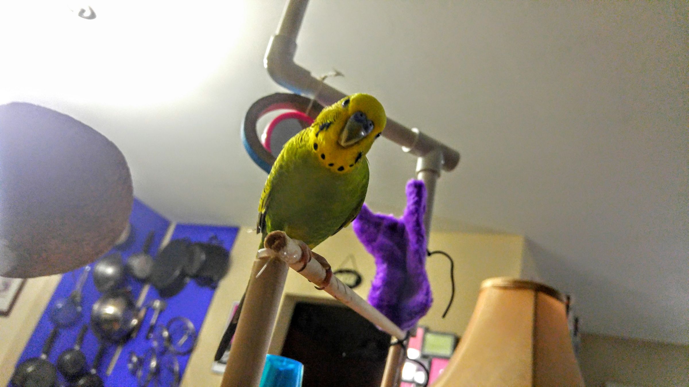Parakeet Playground : 9 Steps - Instructables