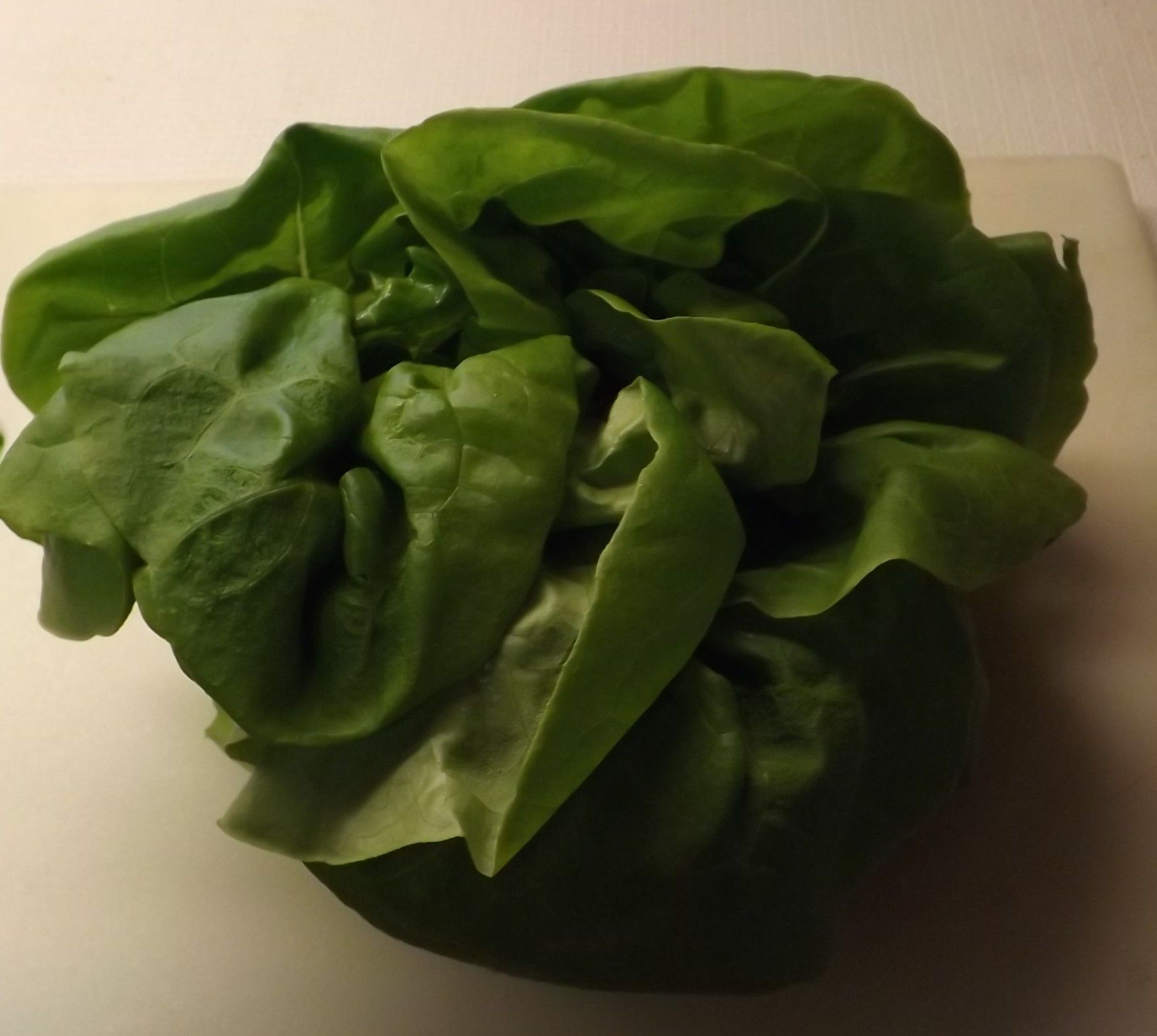 STORING LETTUCE & KEEPING IT FRESH! - Instructables
