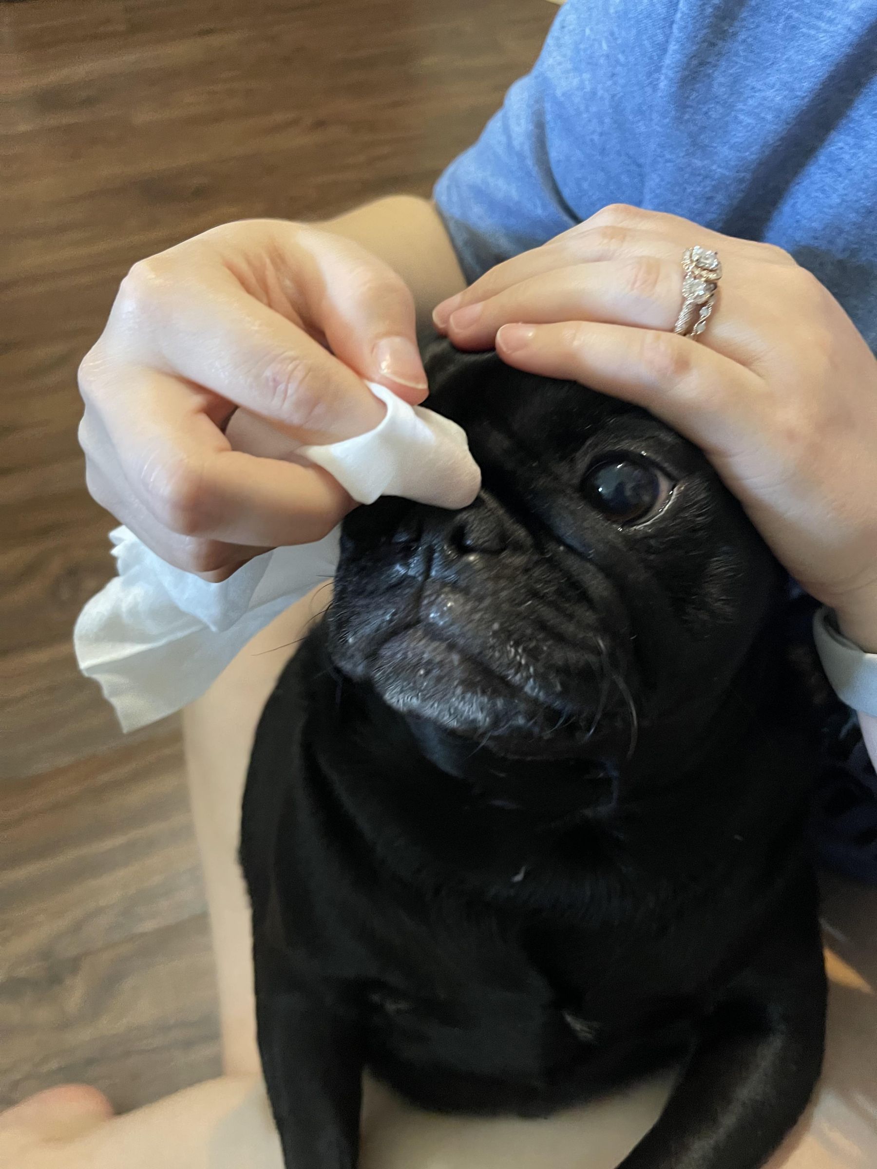 How to Groom Your Pug : 13 Steps (with Pictures) - Instructables