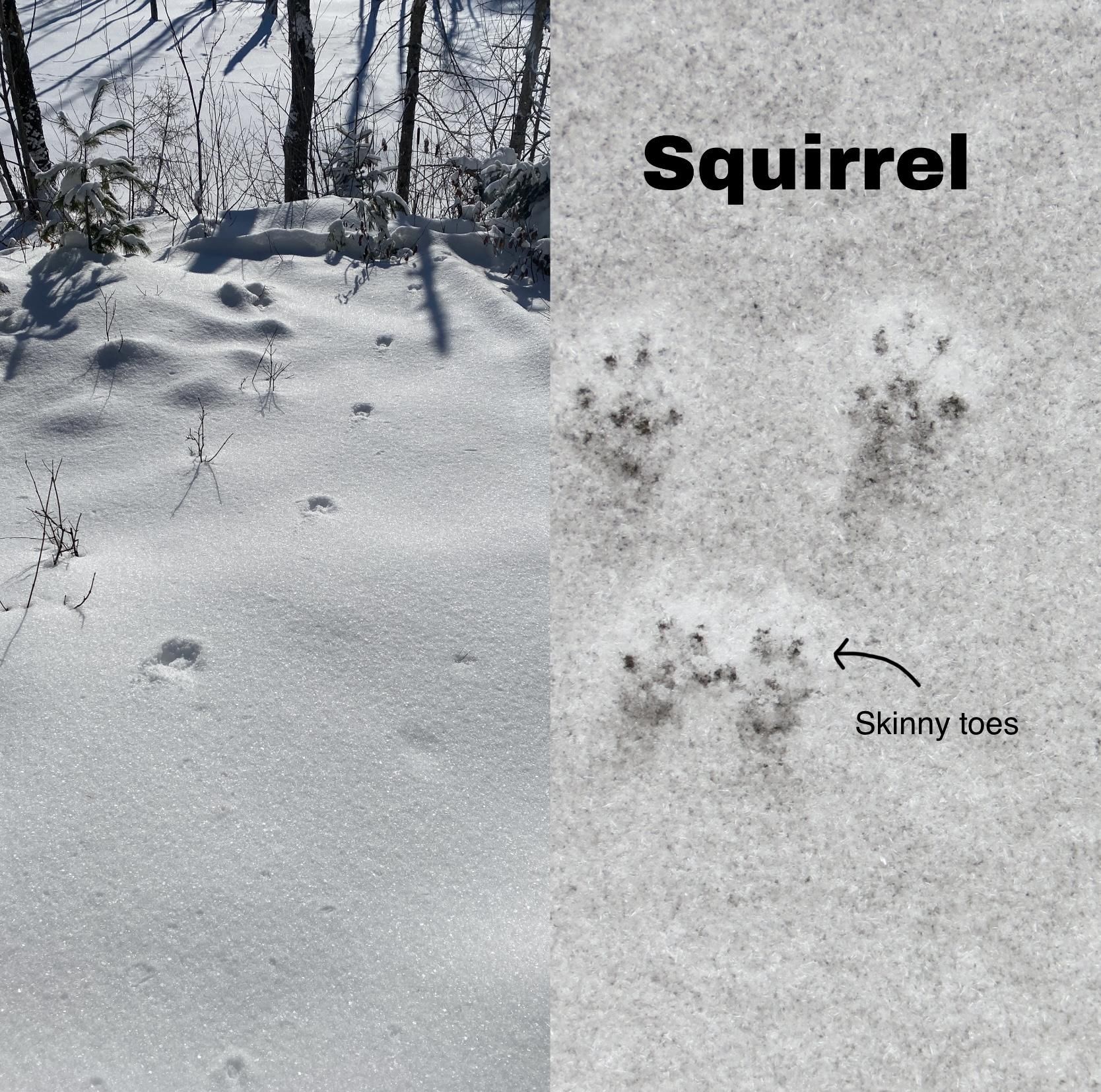 Identifying Wildlife Tracks : 4 Steps - Instructables