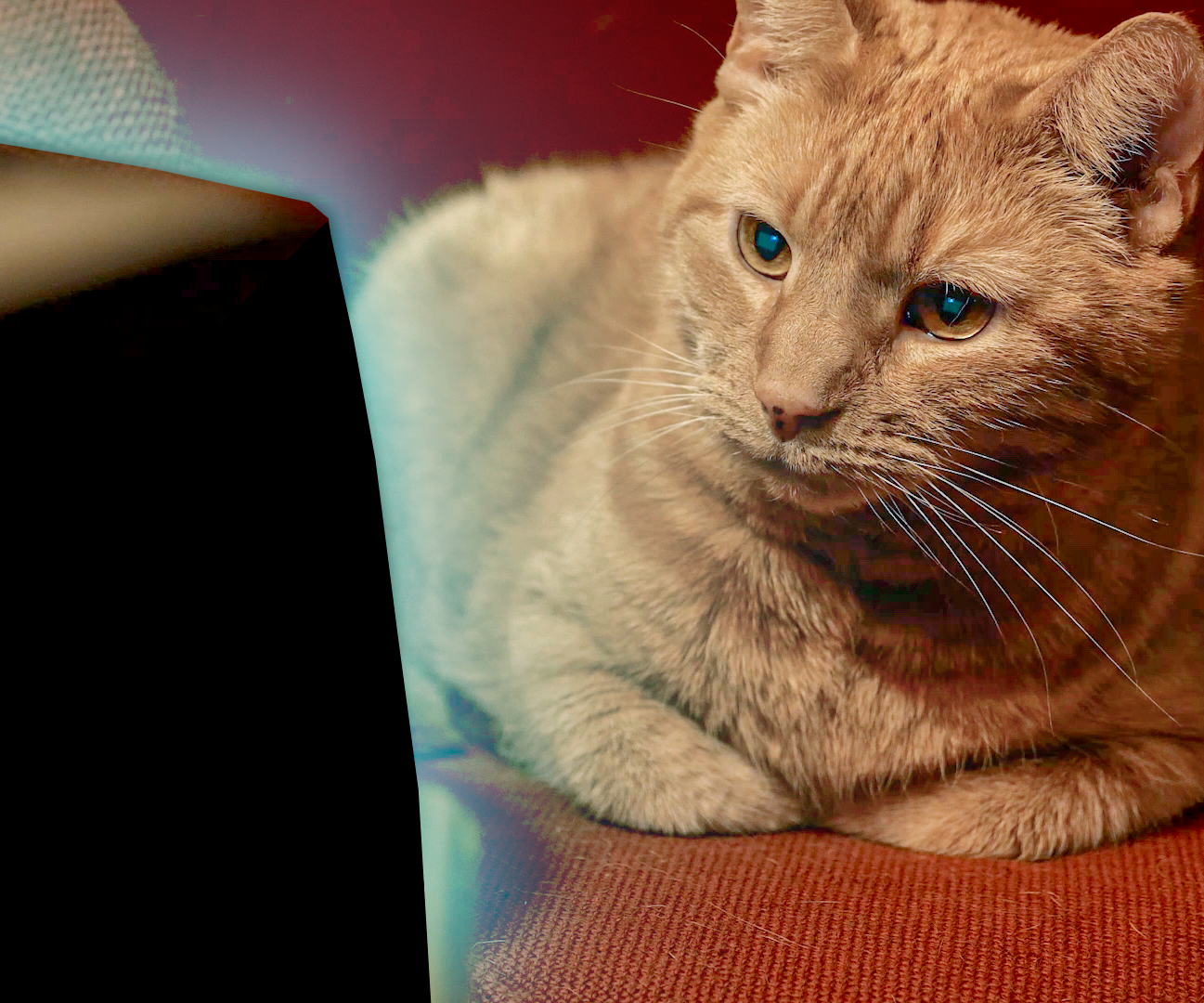 Raspberry Pi Cat TV : 5 Steps (with Pictures) - Instructables