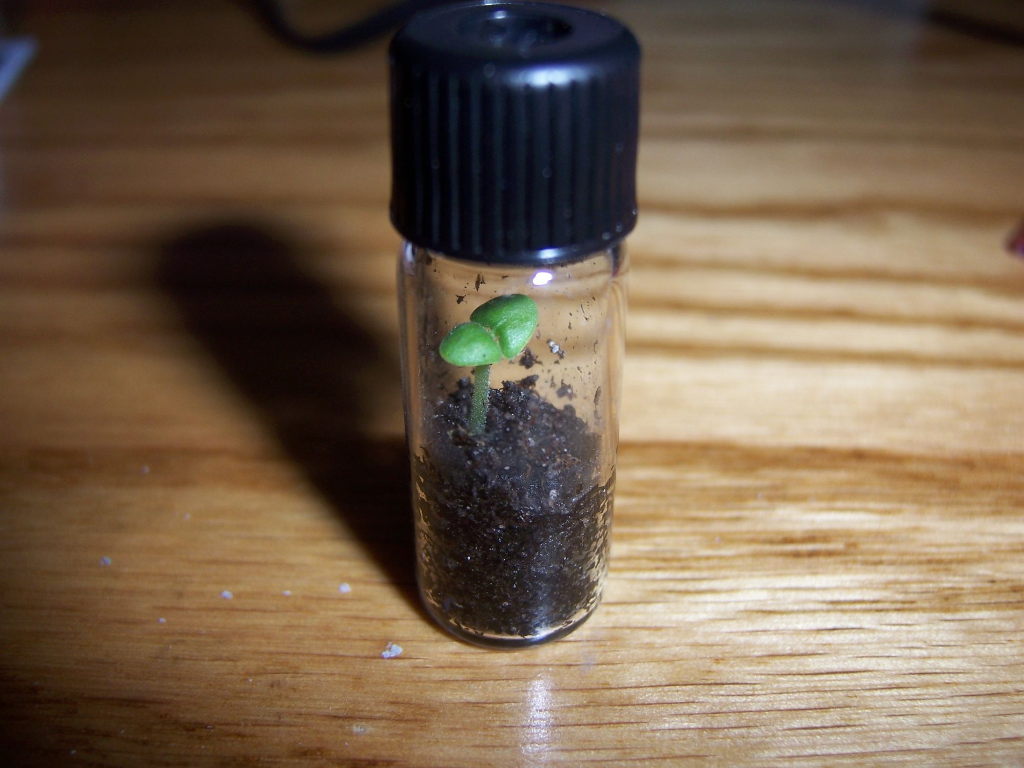 Pocket Plant : 7 Steps (with Pictures) - Instructables