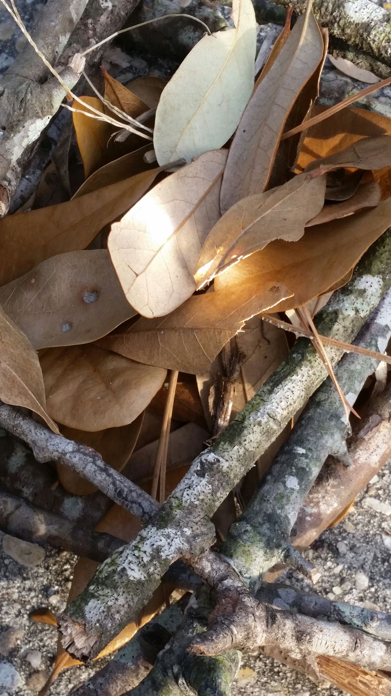 How to Start a Fire With a Magnify Glass : 3 Steps - Instructables