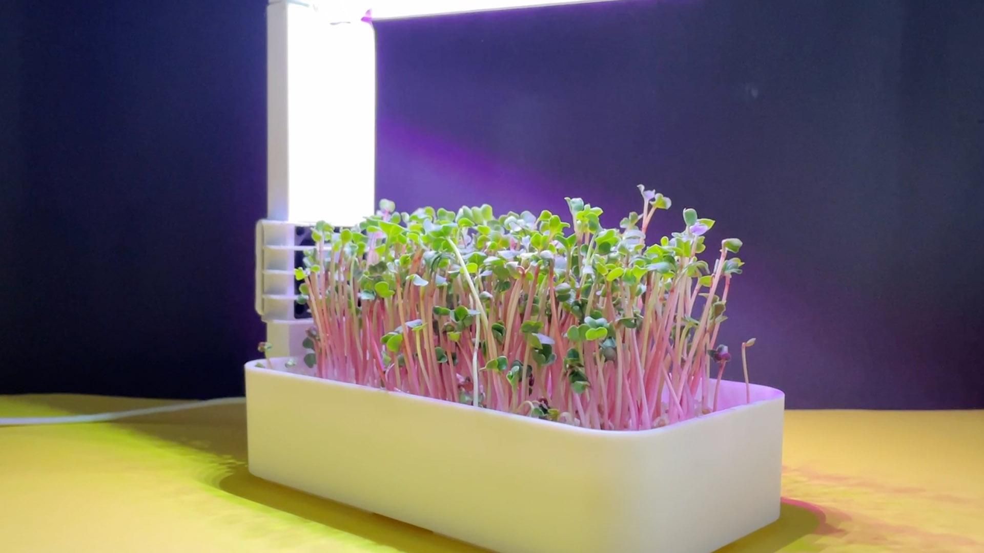 Growing Microgreens at Home DIY : 5 Steps (with Pictures) - Instructables