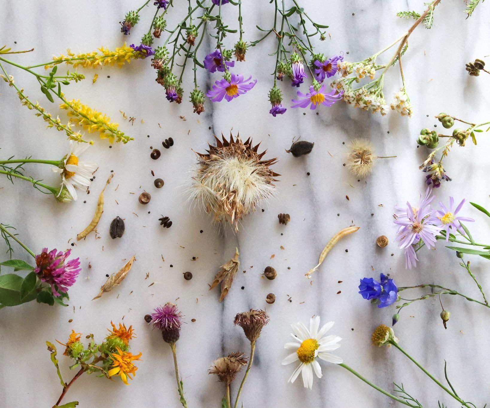 How to Gather Wildflower Seeds : 7 Steps (with Pictures) - Instructables