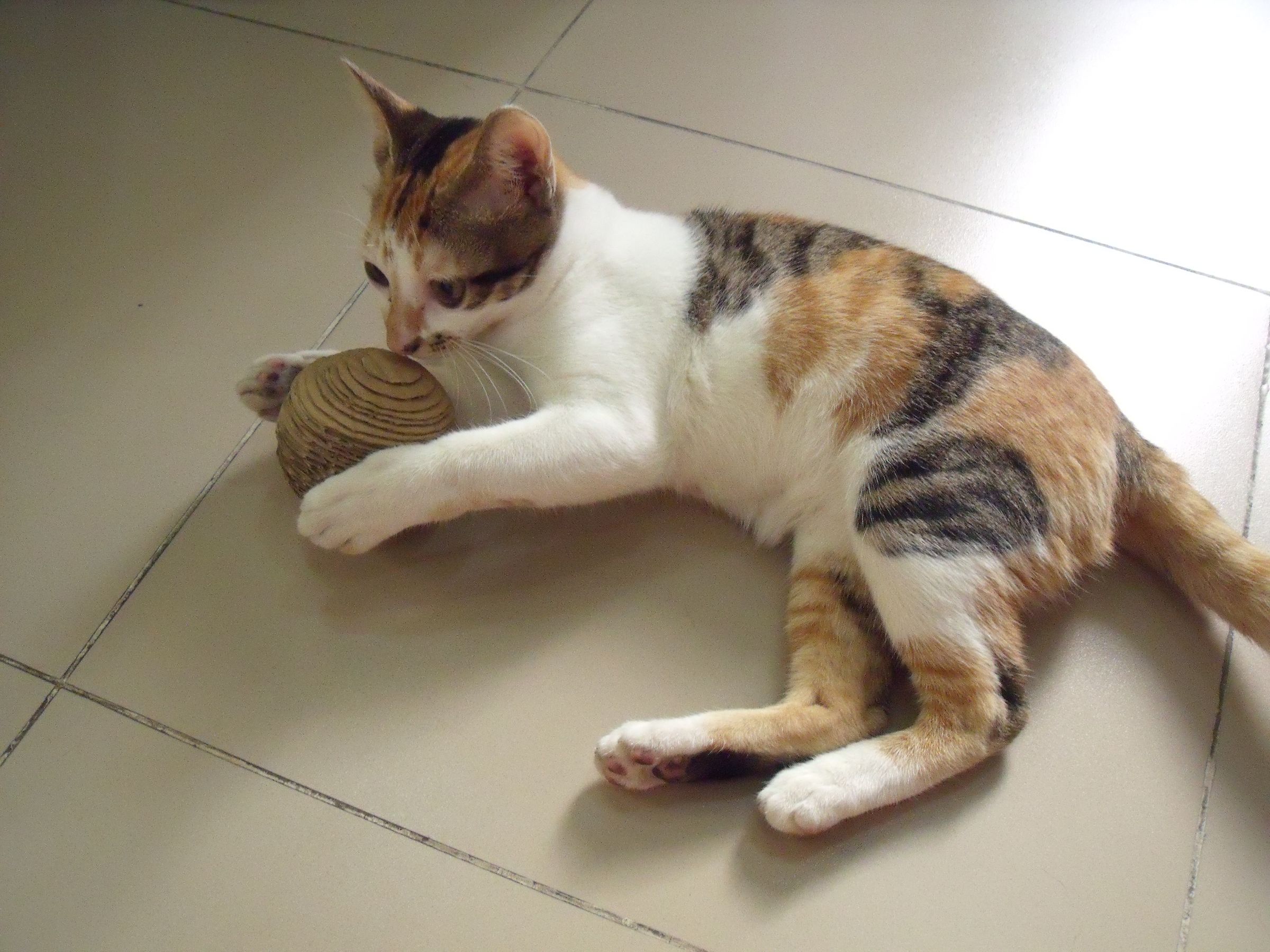 DIY Eco Friendly Cardboard Ball for Cat : 4 Steps (with Pictures ...