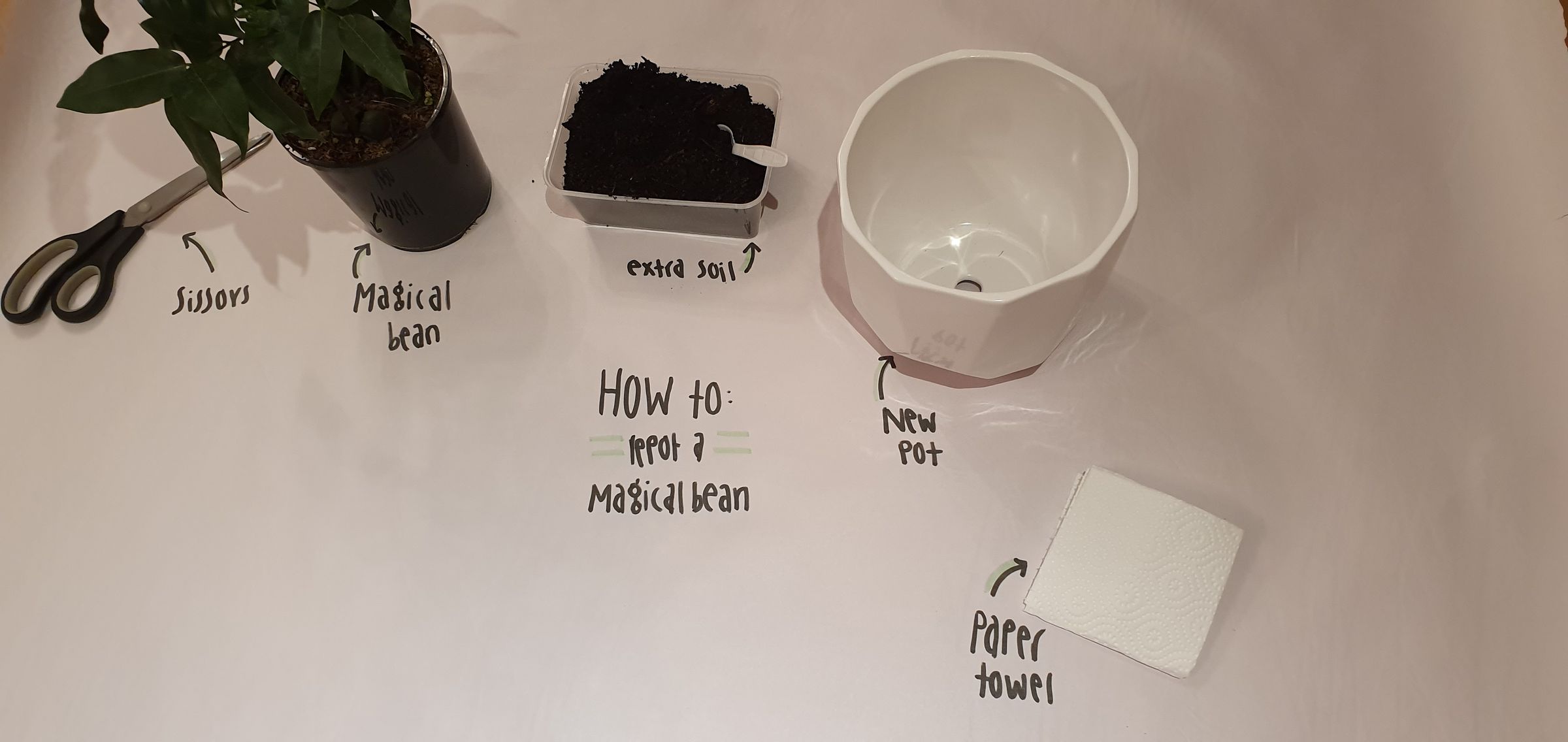 Re-Pot a Magical Bean : 6 Steps (with Pictures) - Instructables