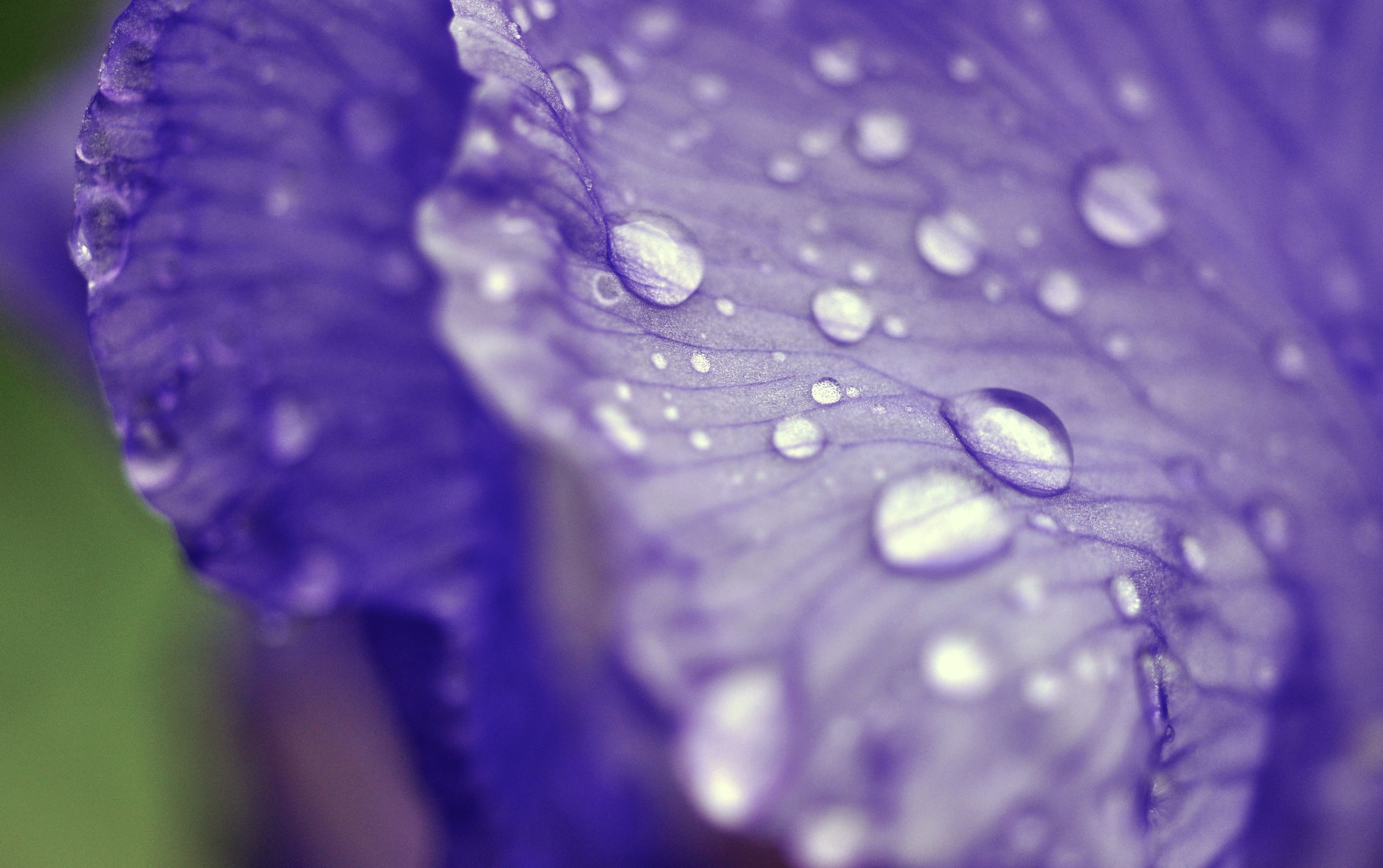 Macro Photography and Photomicroscopy : 9 Steps (with Pictures ...