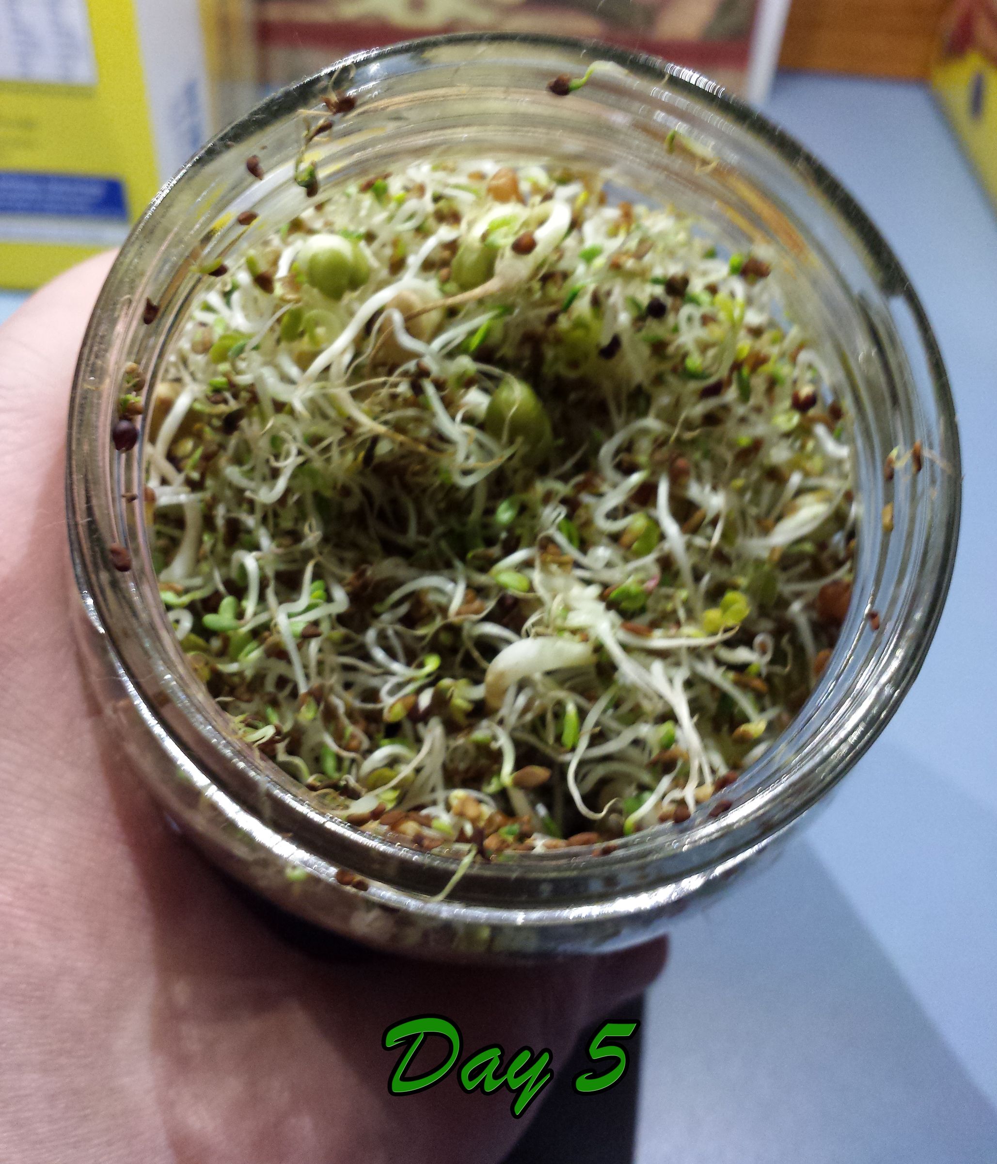 How to Grow Sprouts in a Glass Jar : 3 Steps (with Pictures ...