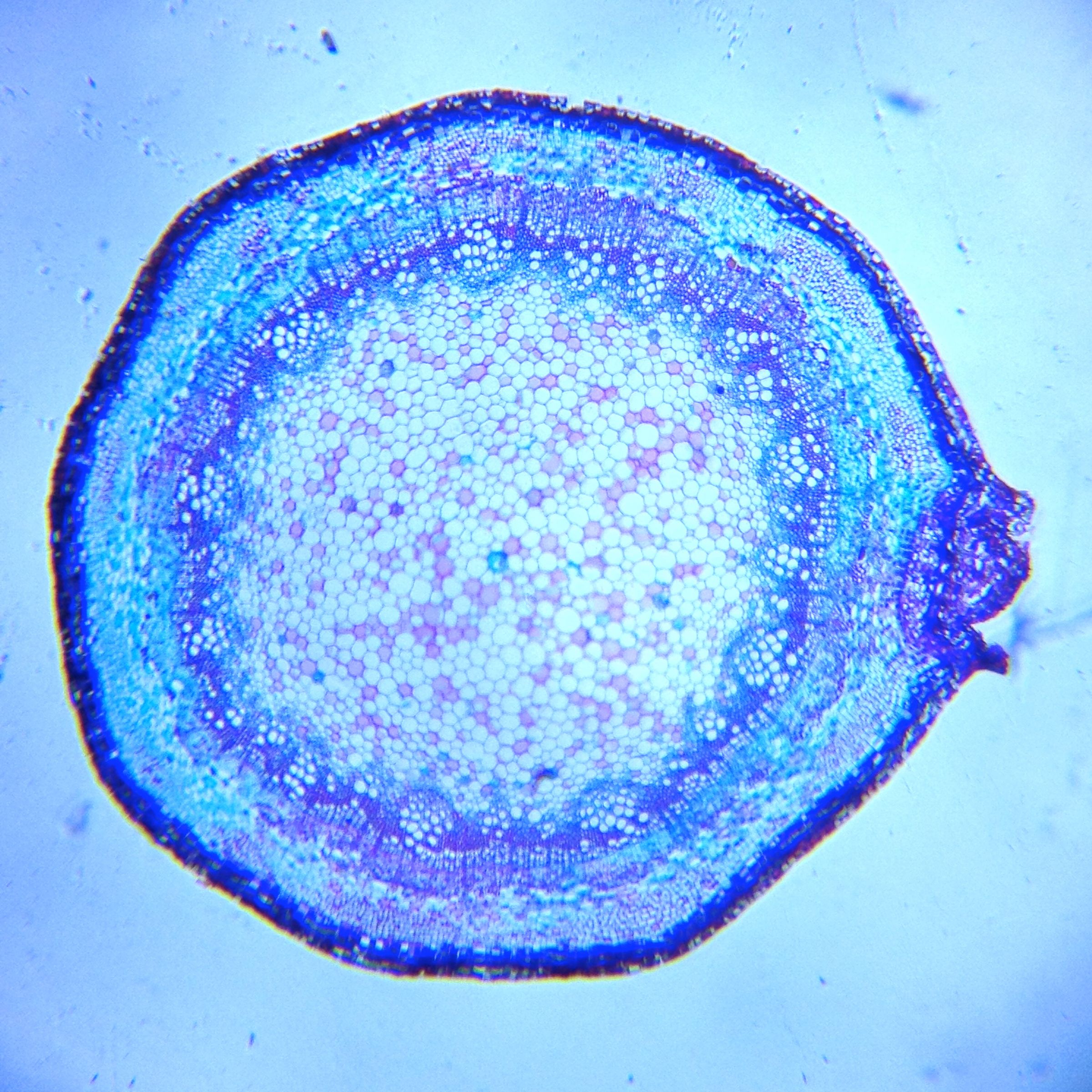 $10 Smartphone to Digital Microscope Conversion! : 9 Steps (with ...