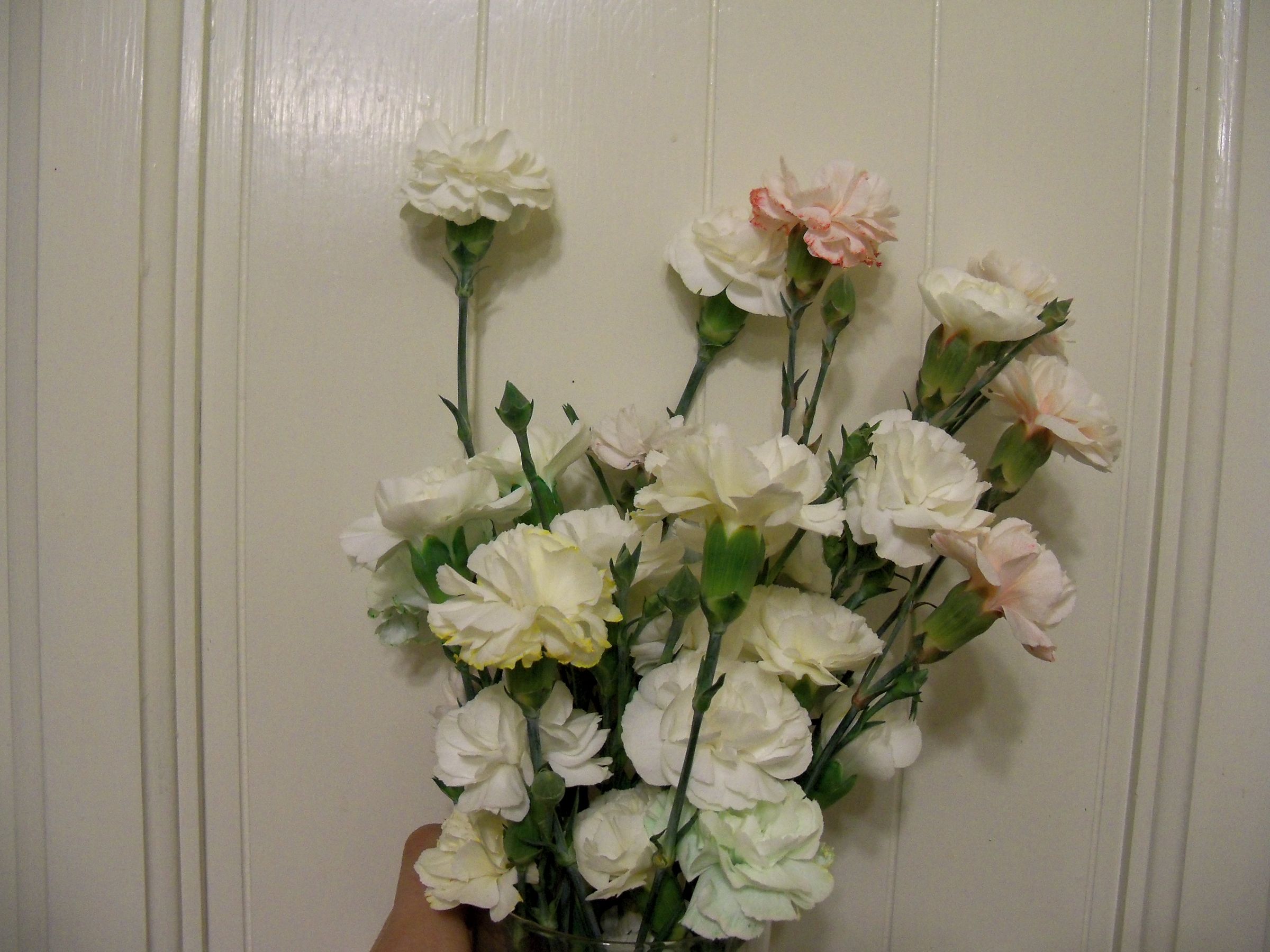 Make Multicolored Carnations . . . With Science! : 5 Steps (with ...