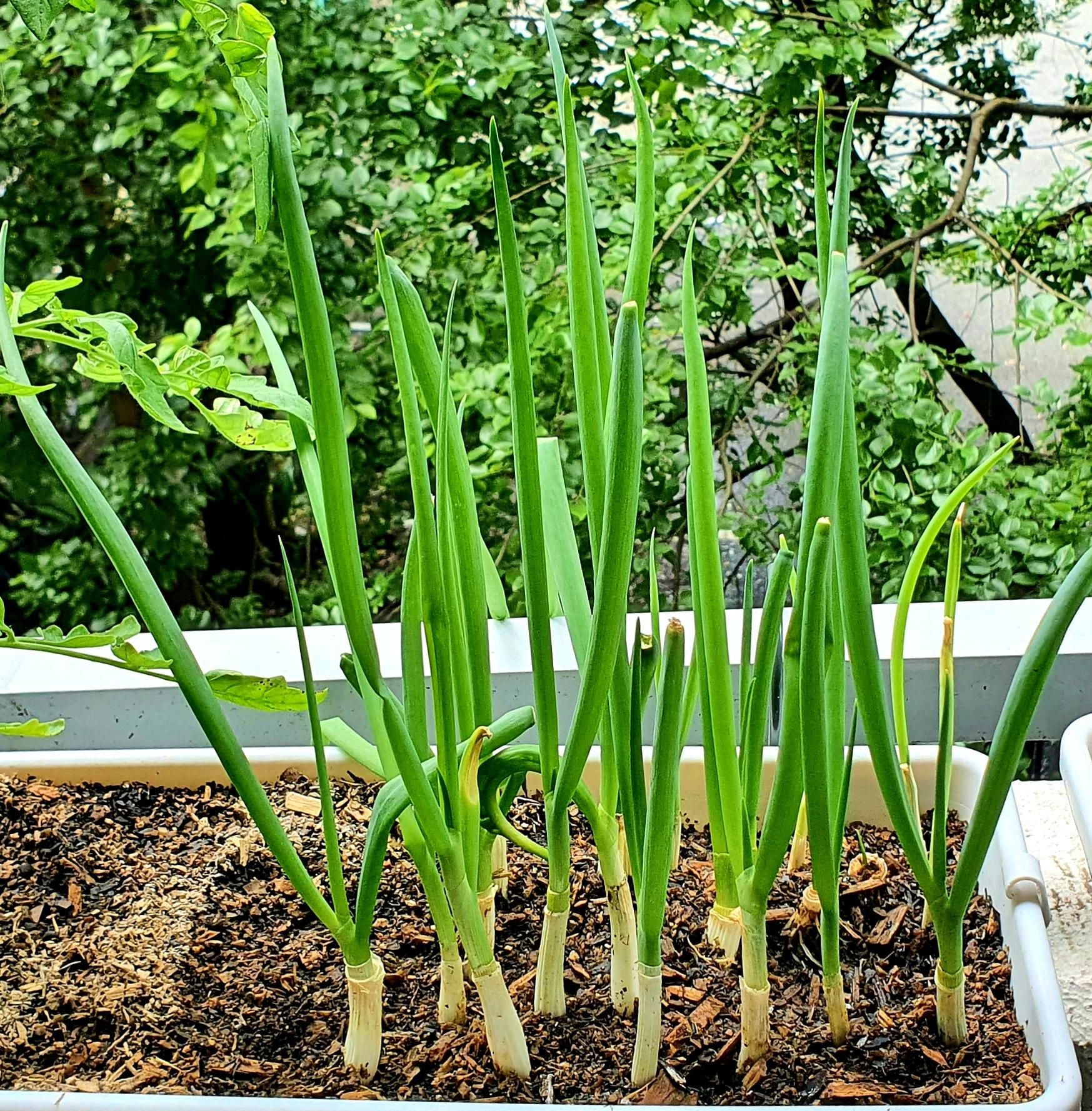 Re-growing Spring Onions : 8 Steps (with Pictures) - Instructables