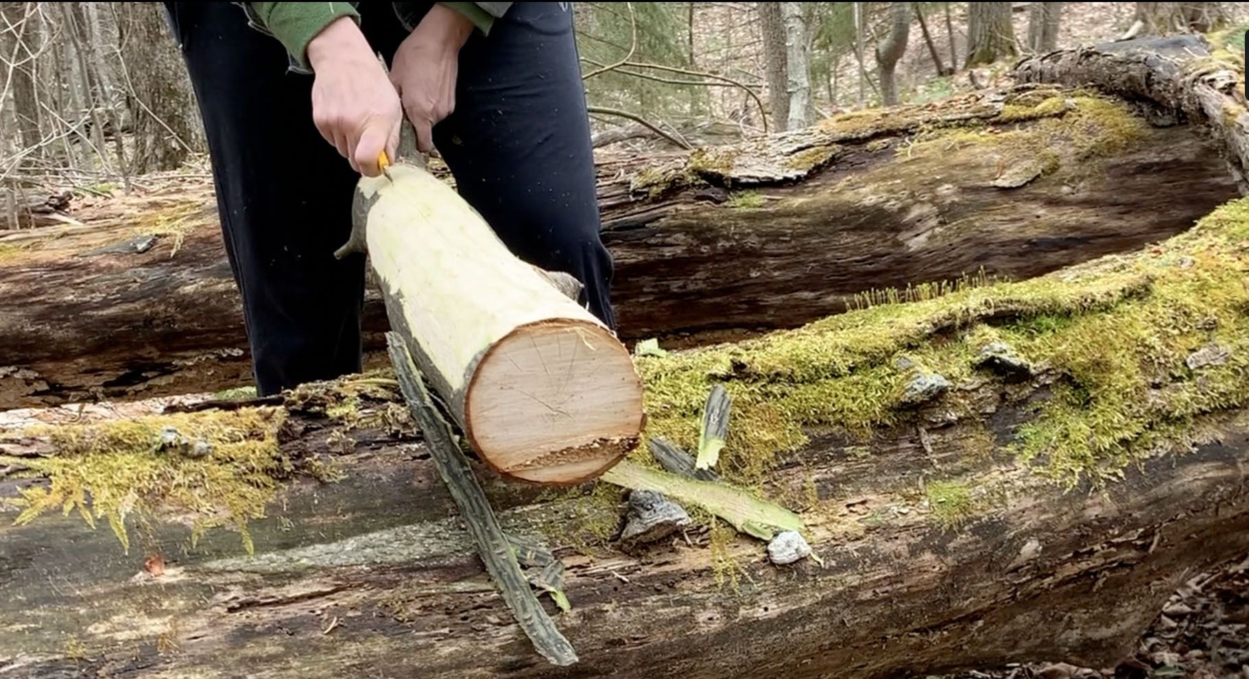 Harvesting Bark From Downed Trees for Baskets : 7 Steps (with Pictures ...