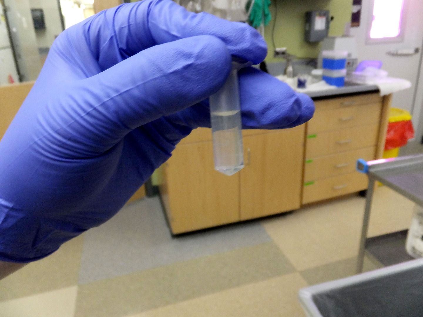 Measuring Bacterial Growth by Quantitative Chloroplast Estimation : 5 ...