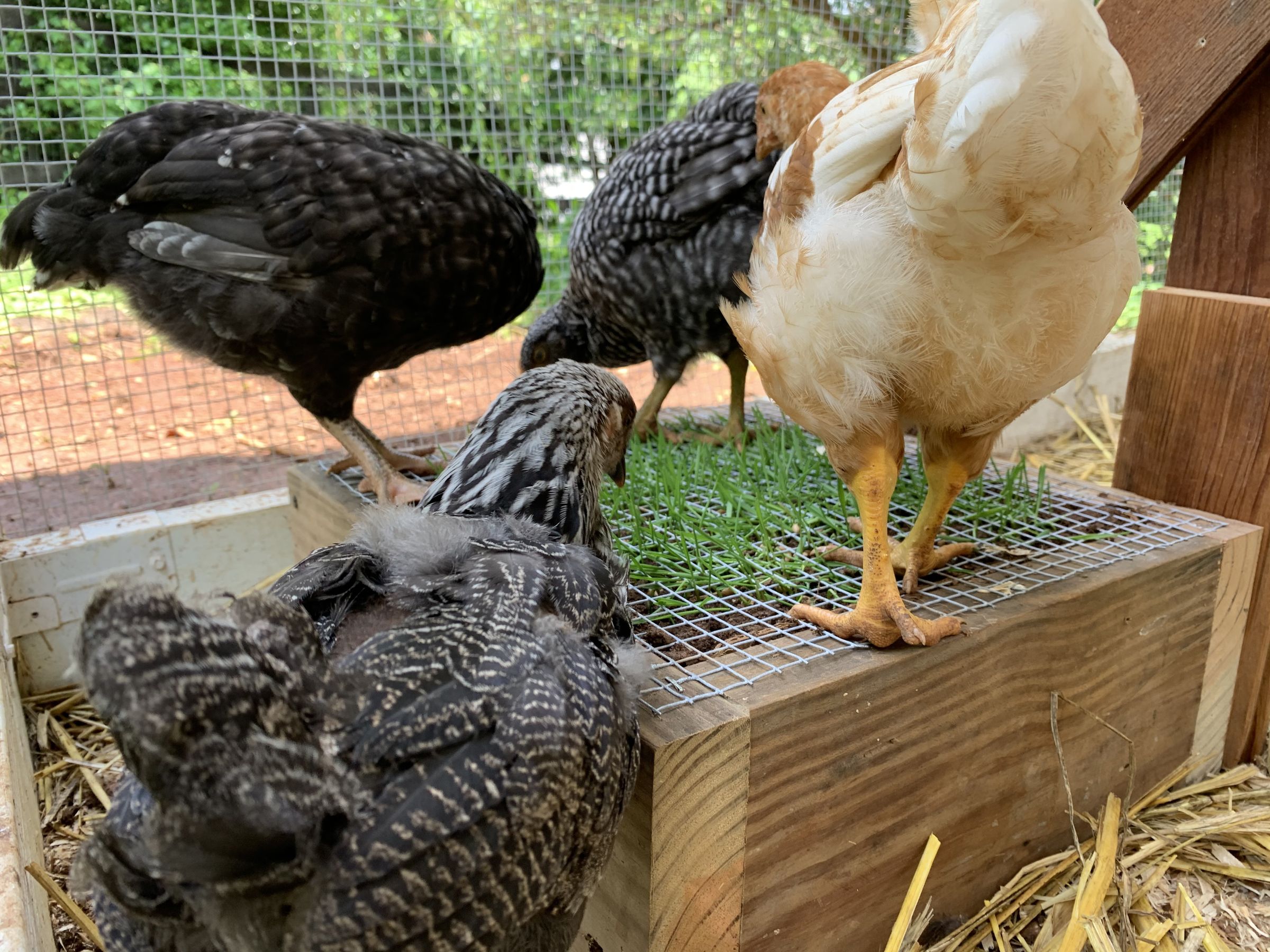 Chicken Playground : 20 Steps (with Pictures) - Instructables