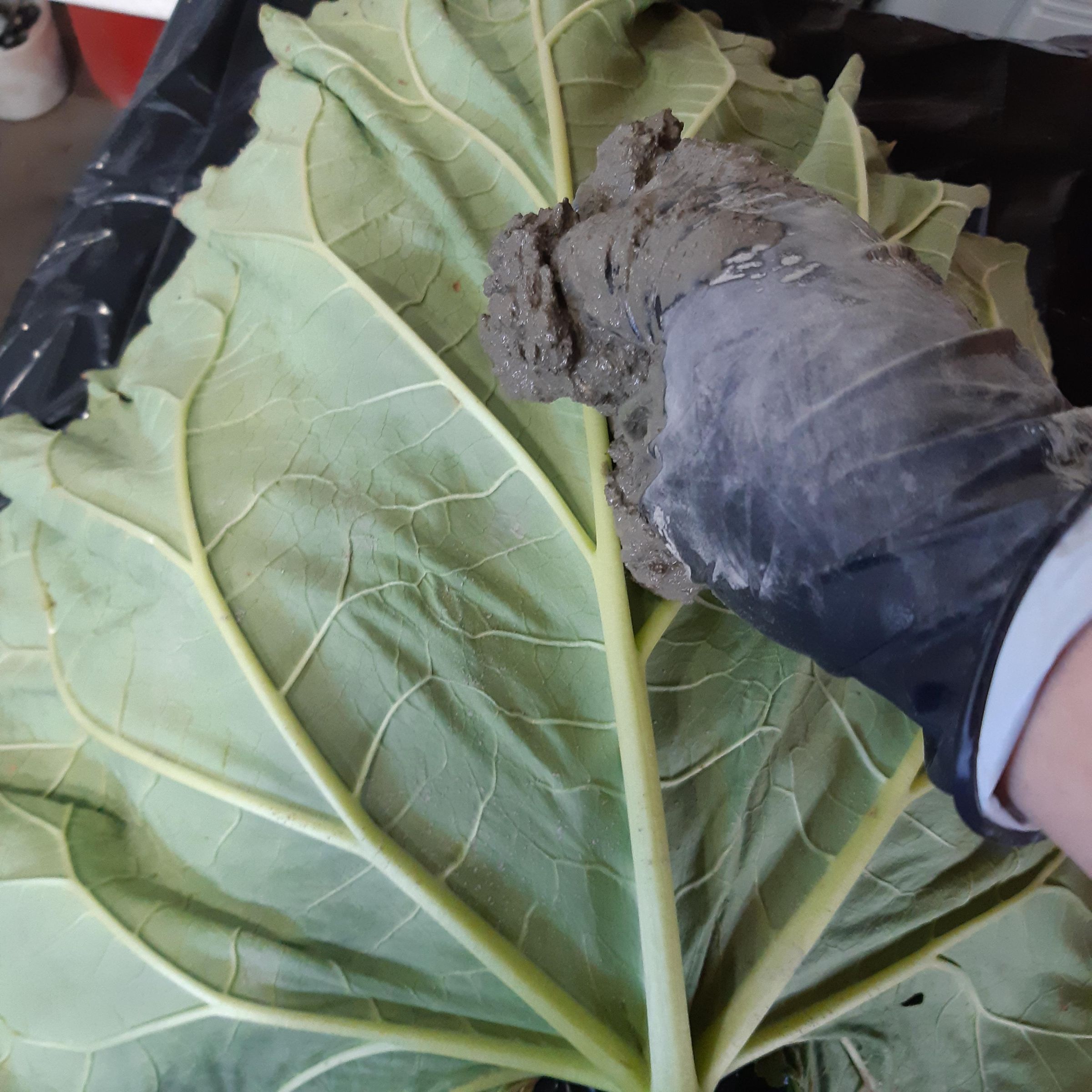 Concrete Rhubarb Leaf Garden Decor : 8 Steps (with Pictures ...