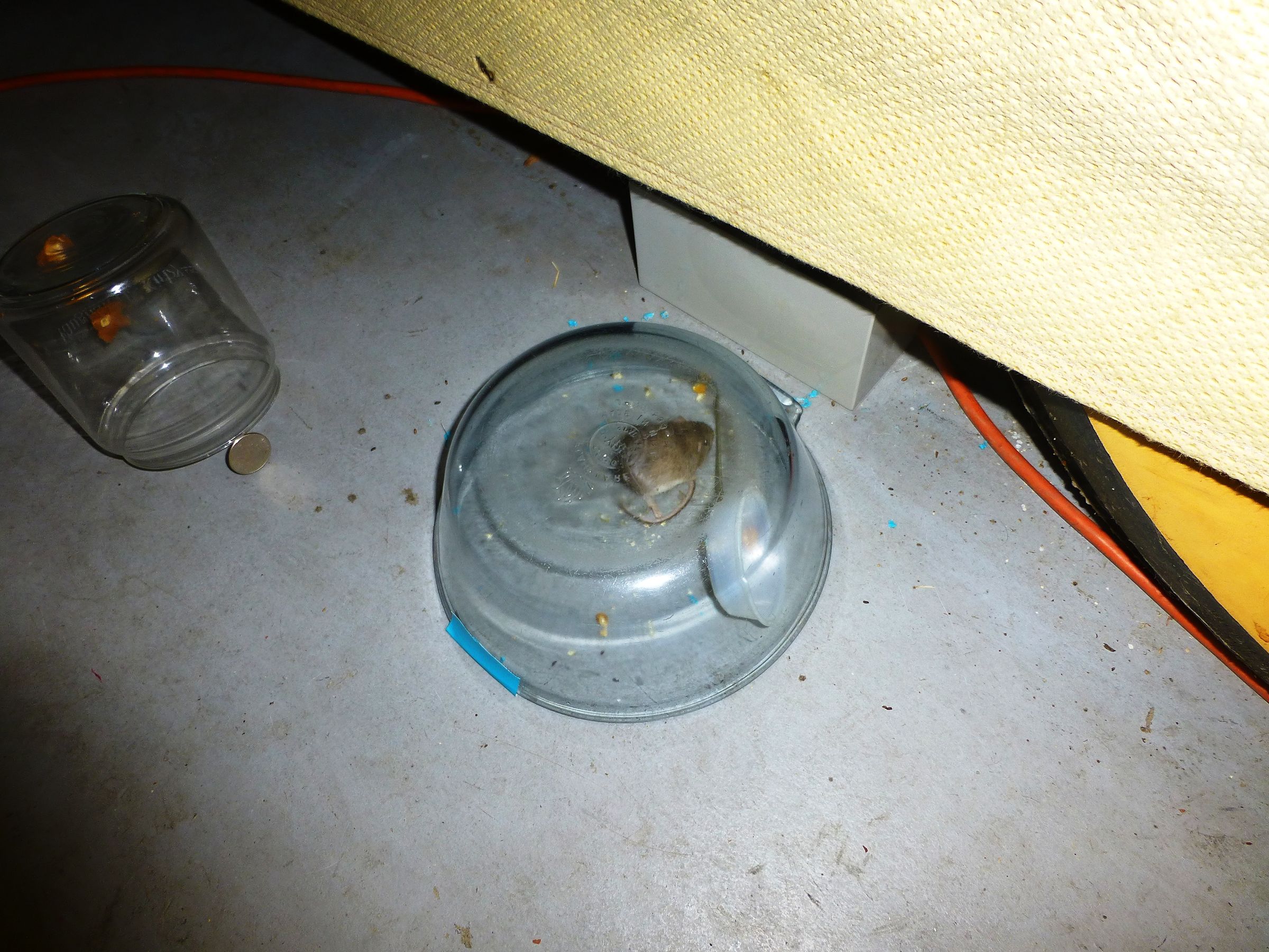 Easy Humane Mouse Trap - Instructables