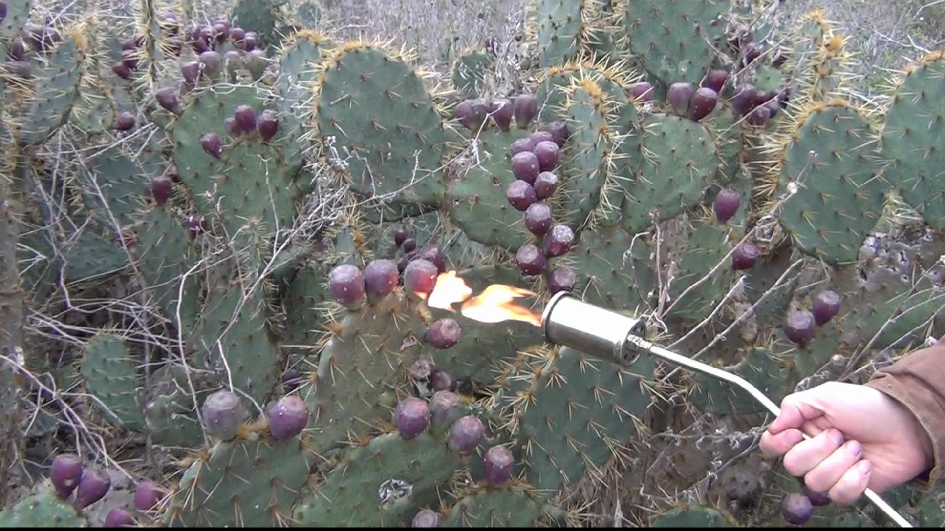 How to Pick and Eat Prickly Pear Cactus : 7 Steps (with Pictures ...