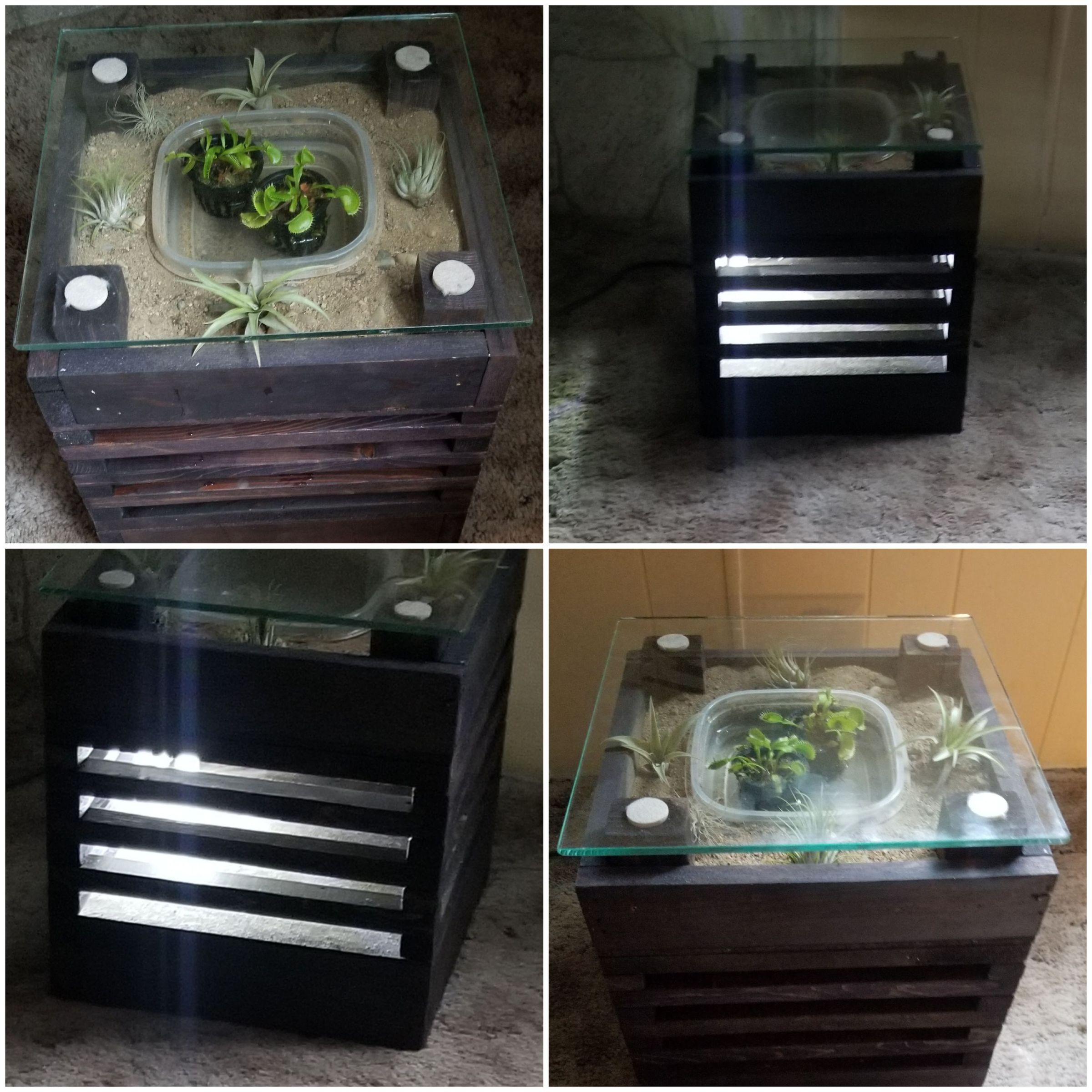 Venus Flytrap/Air Plant Illuminated Terrarium : 7 Steps - Instructables