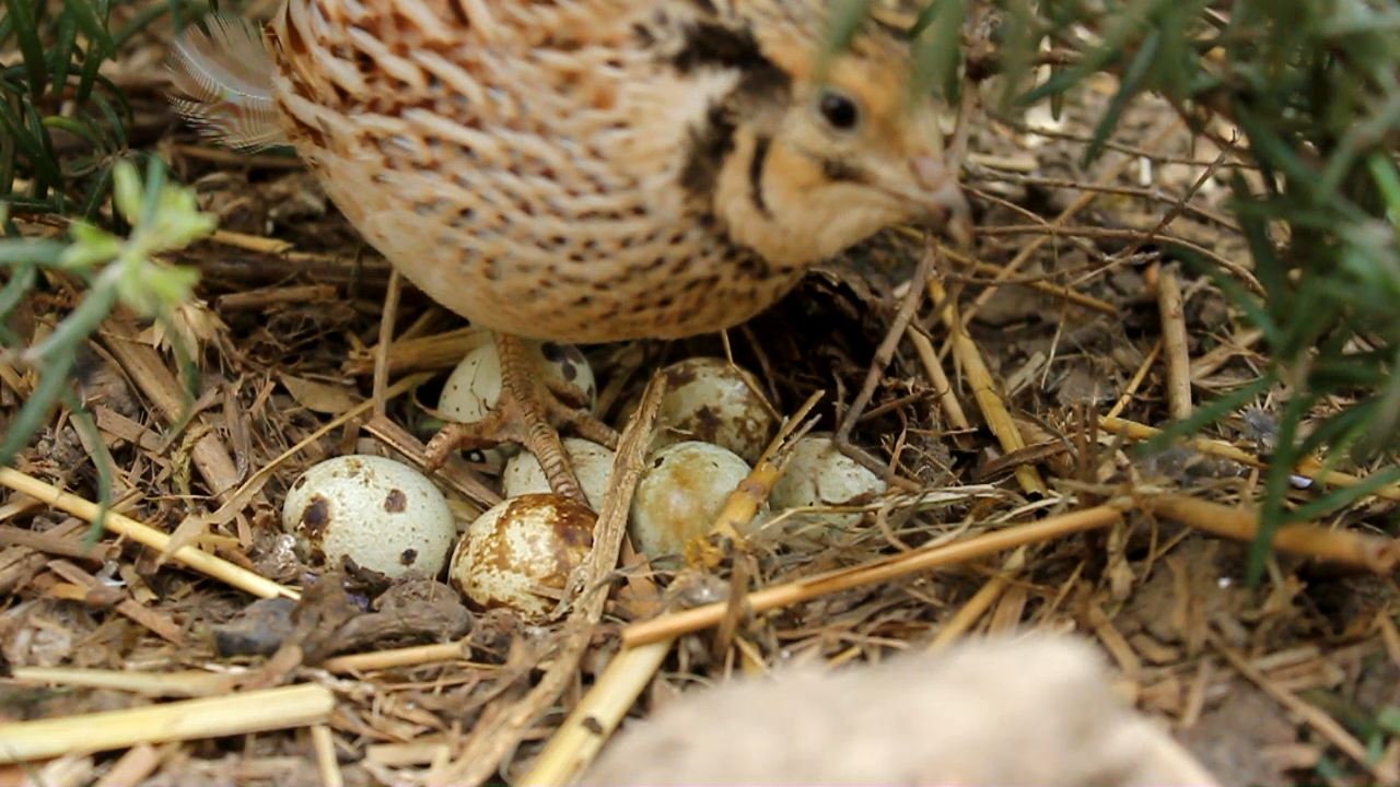 Organically Raised Coturnix Quail Broody and Sitting Eggs. Codorniz ...