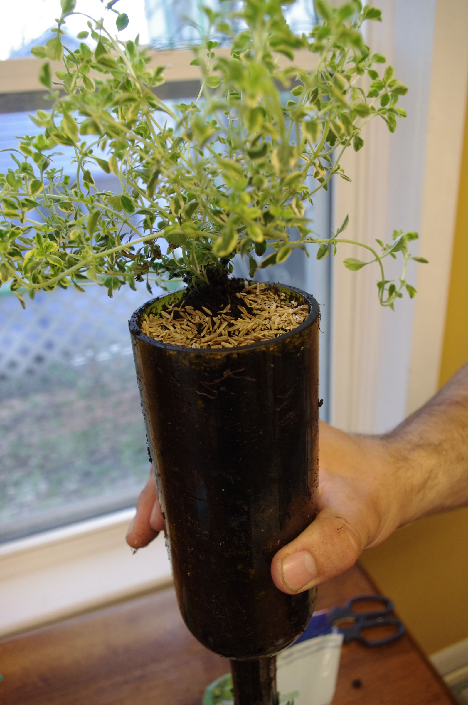 Inverted Wine Bottle Planter : 7 Steps (with Pictures) - Instructables